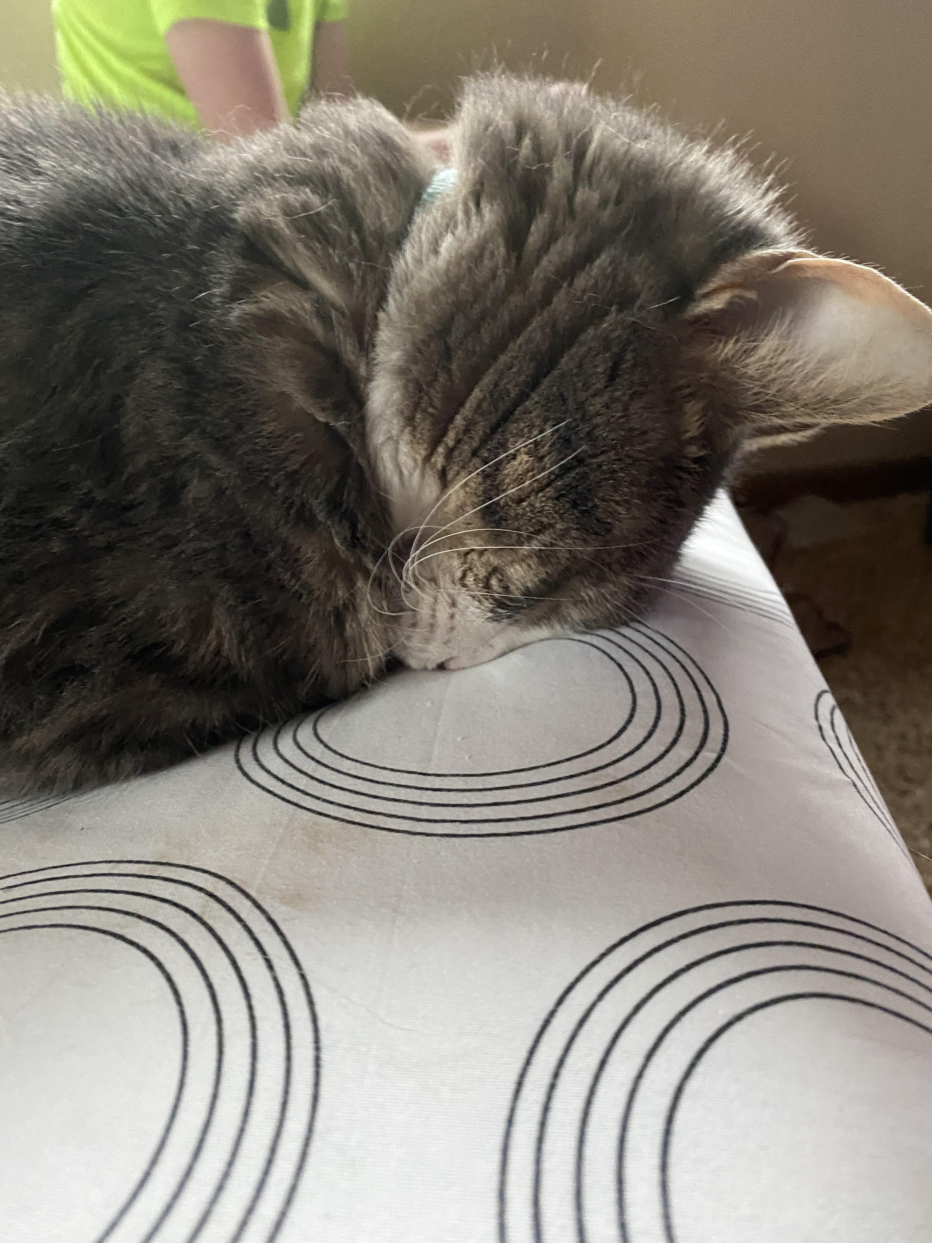 Sleepy Boi | Scrolller