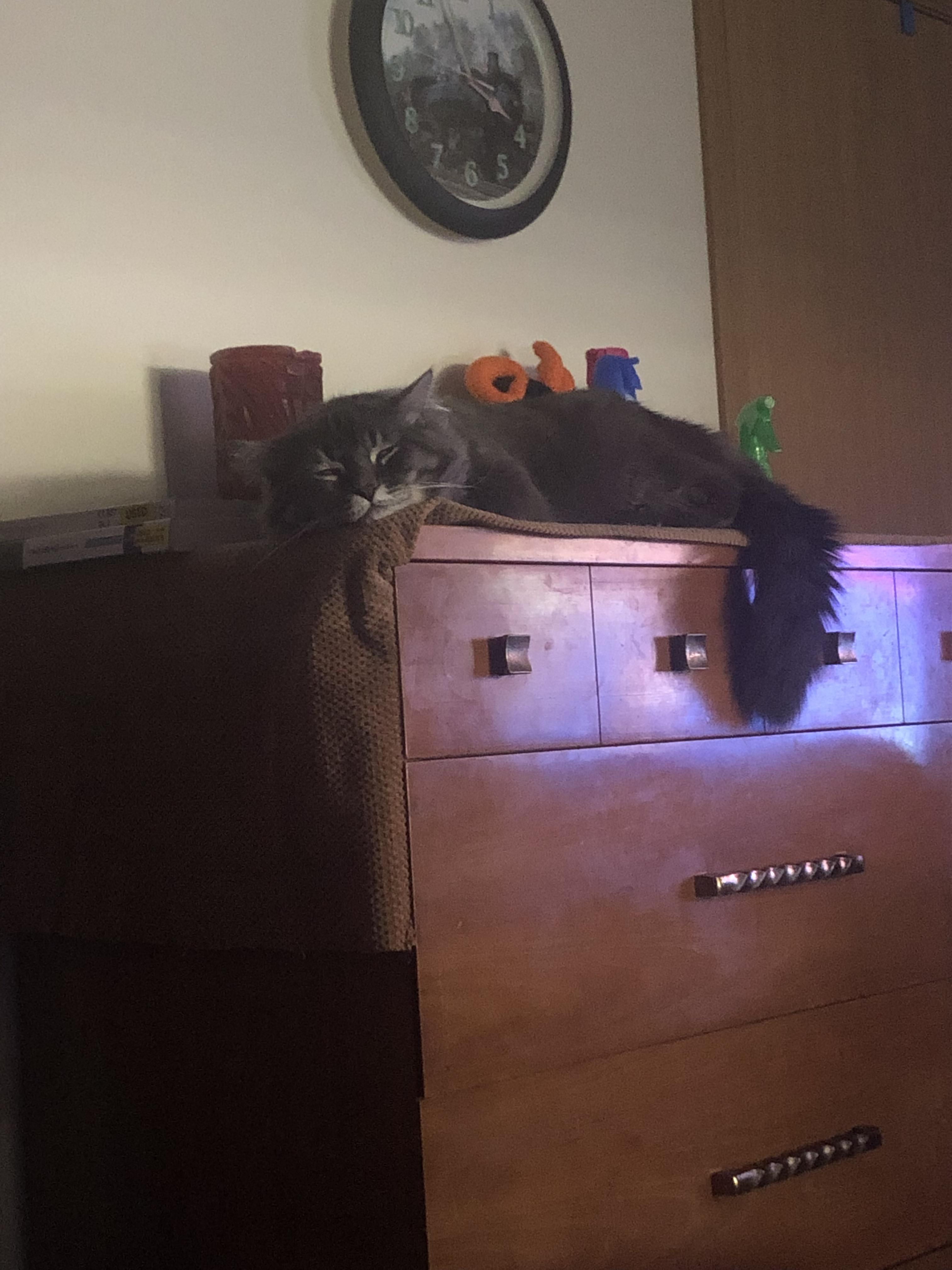 Sleepy boi | Scrolller