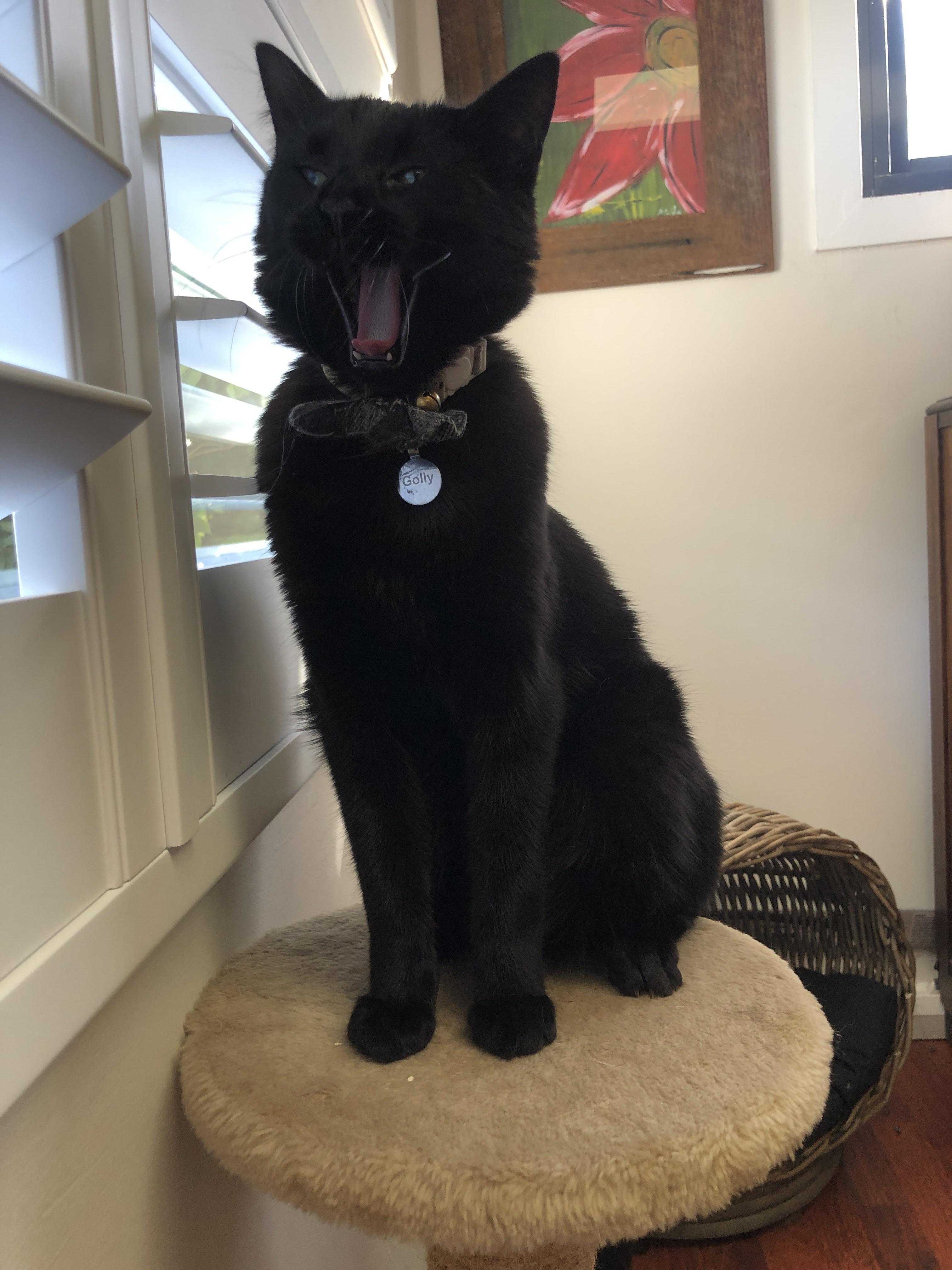 sleepy boi | Scrolller