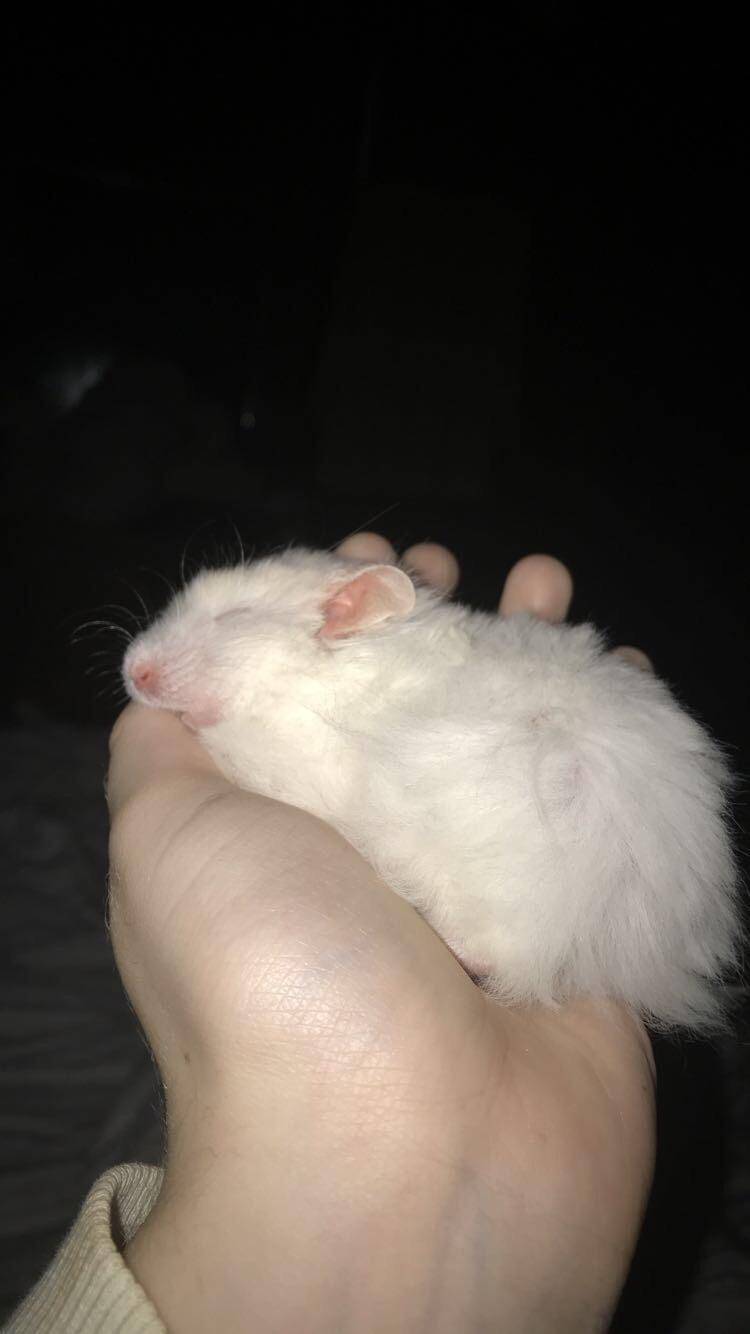 Sleepy boy | Scrolller