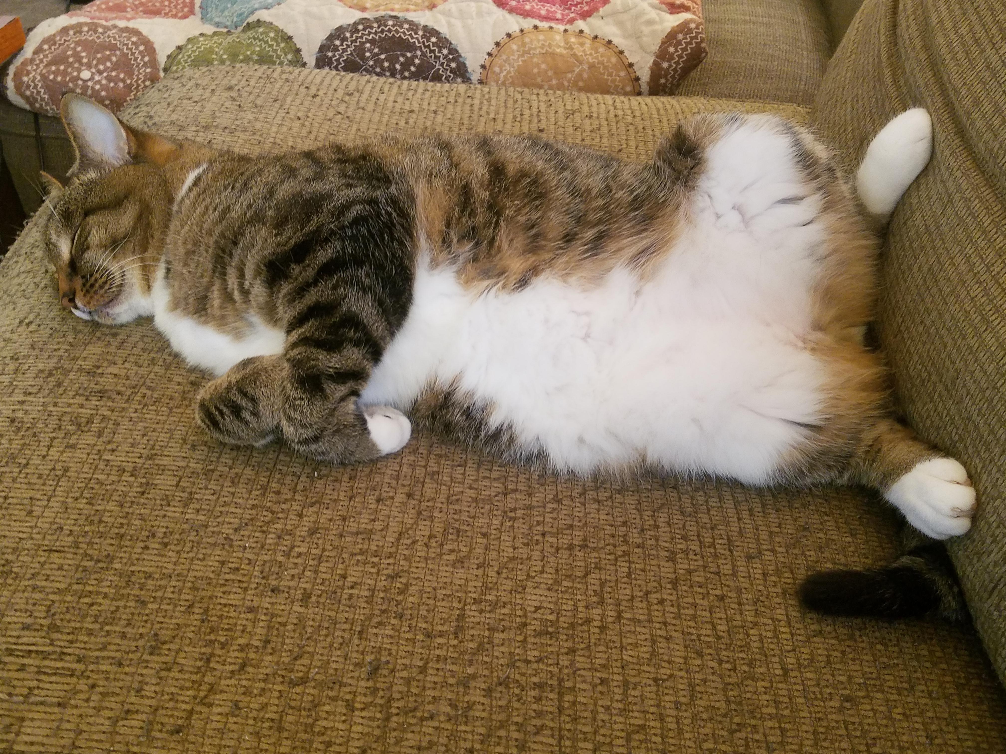 Sleepy Boy | Scrolller