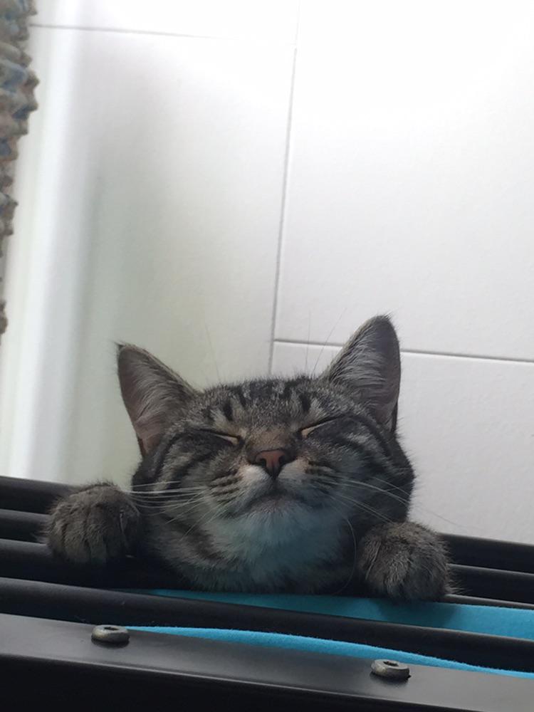 sleepy cat | Scrolller