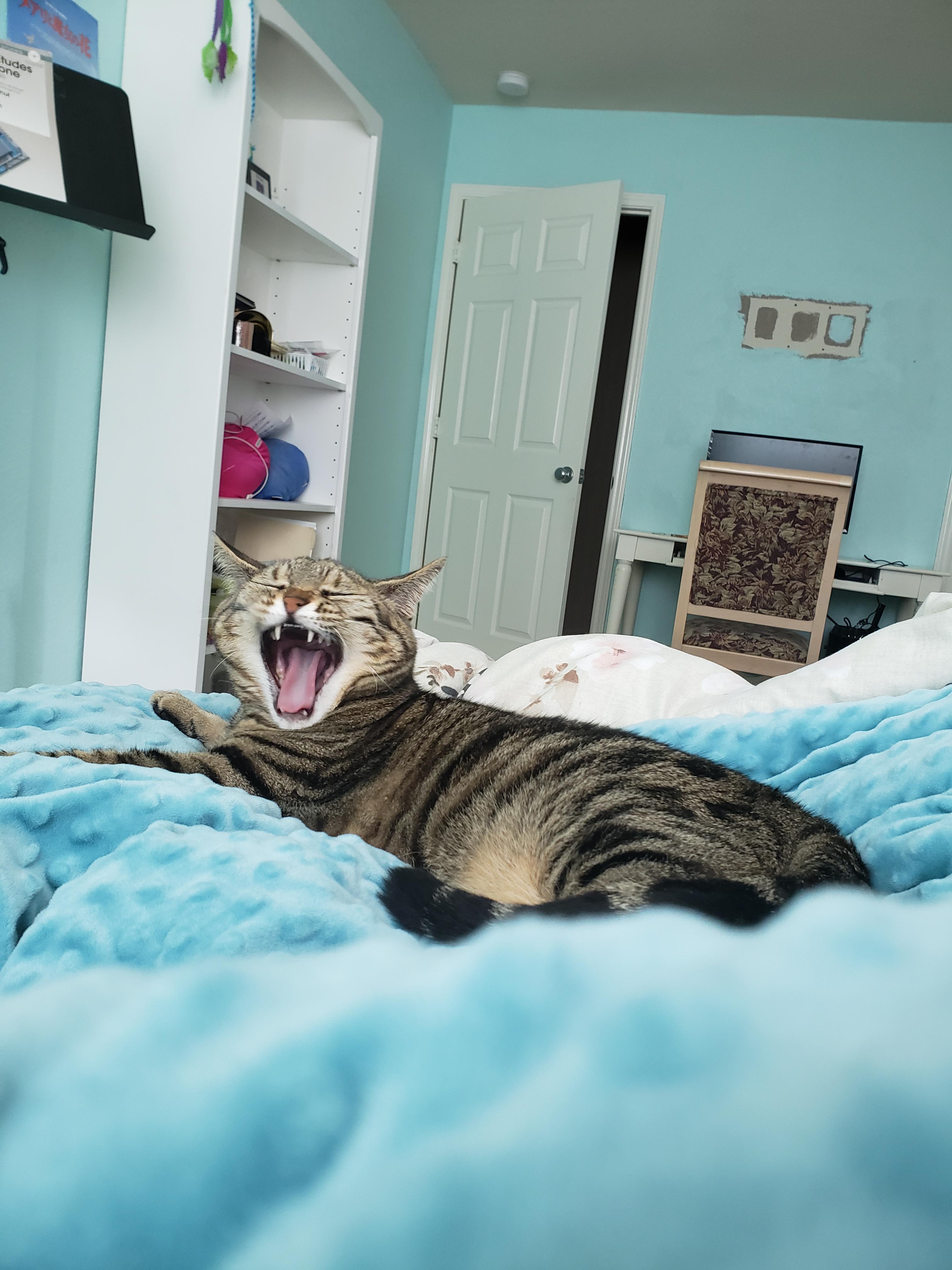 Sleepy chonk | Scrolller