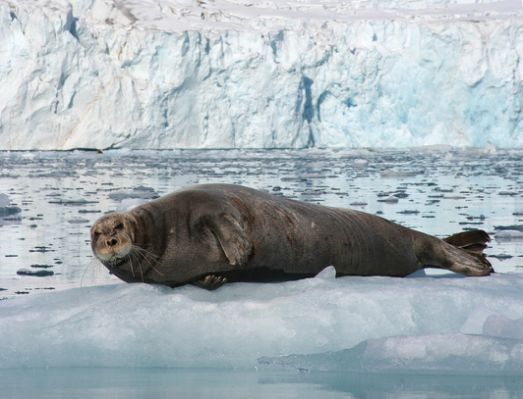 SLEEPY CHONK ON ICE | Scrolller