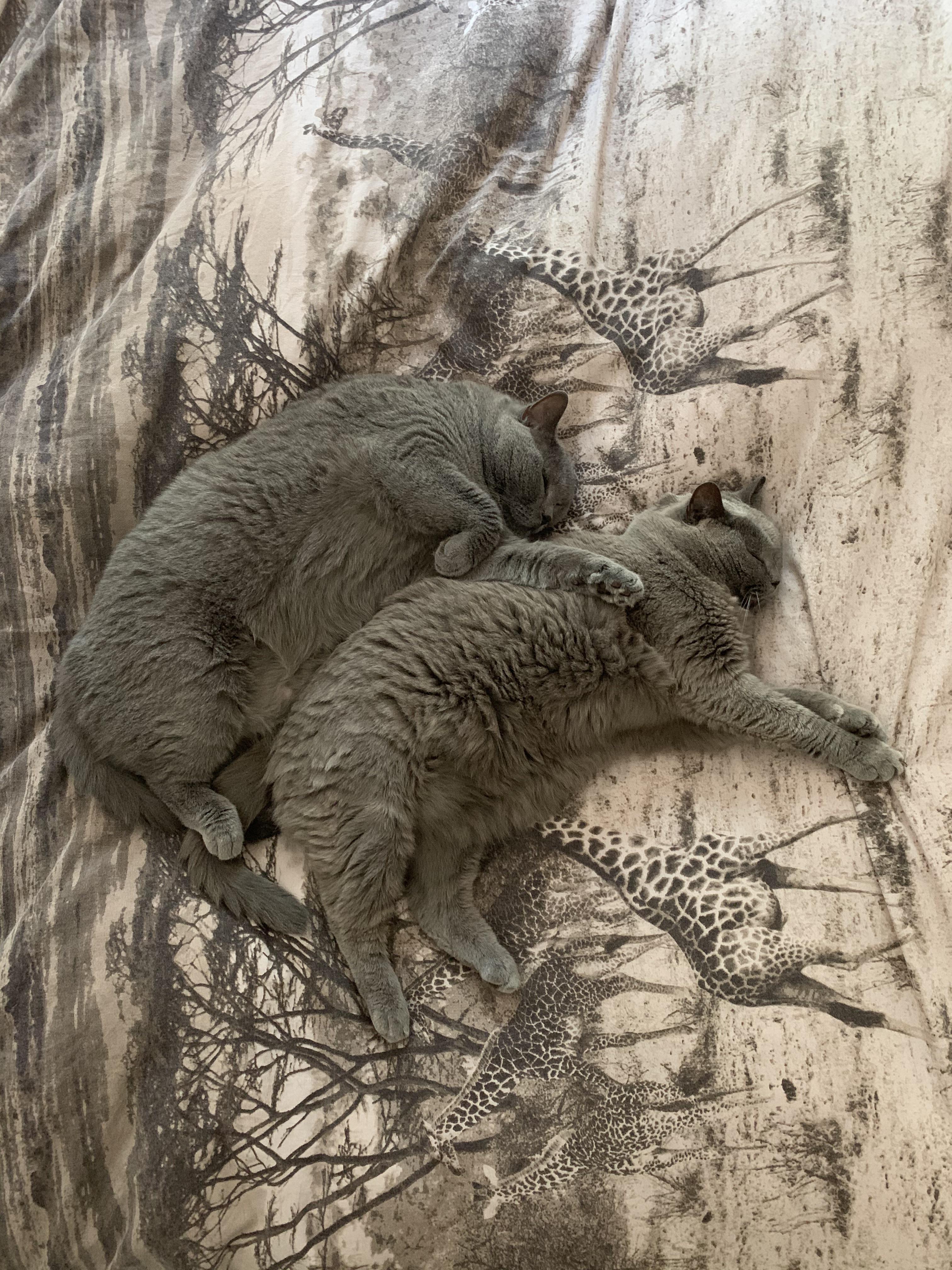 Sleepy Cuddles 😴 | Scrolller