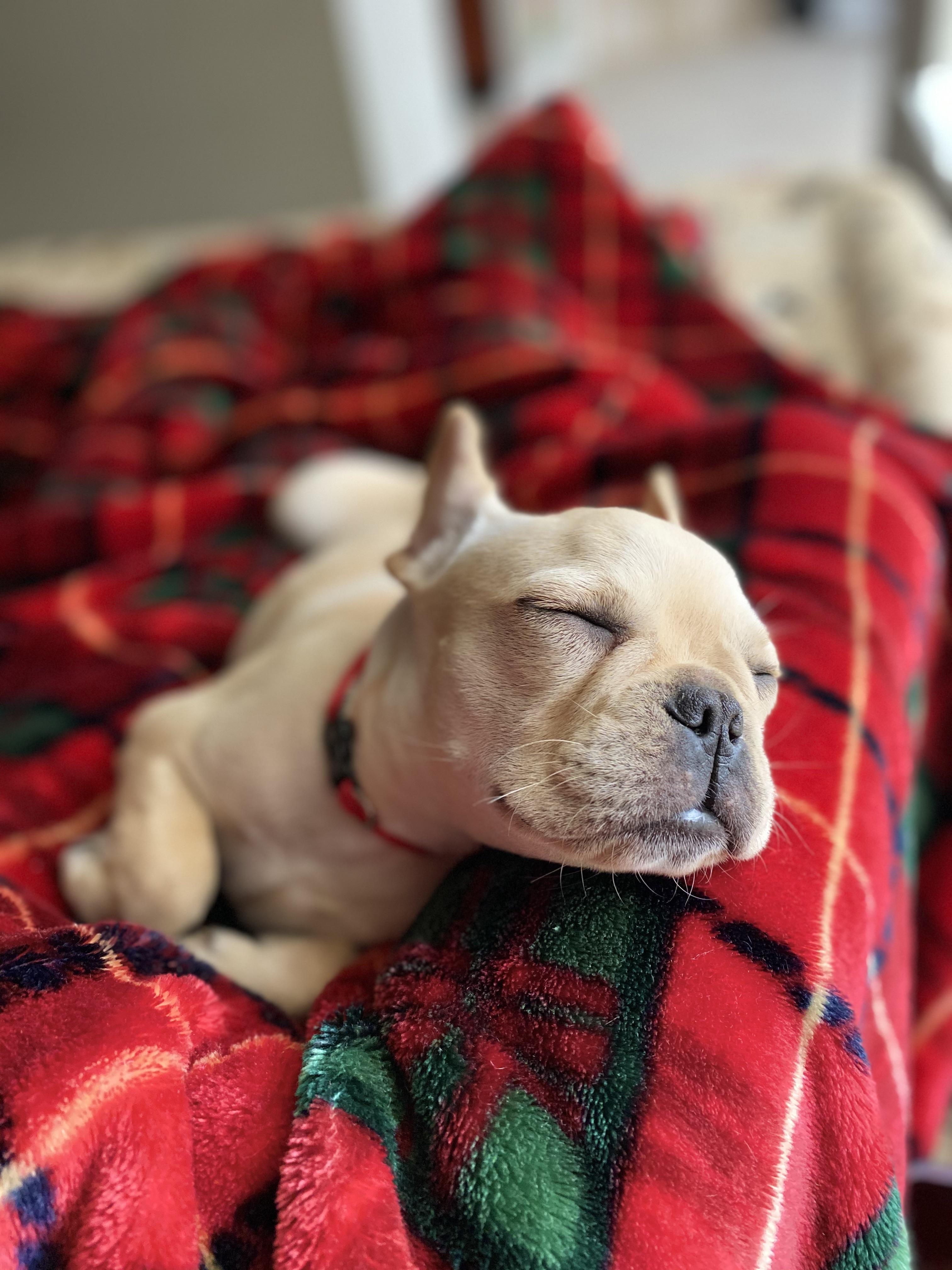 Sleepy Cuddles from Princess Penelope!! | Scrolller