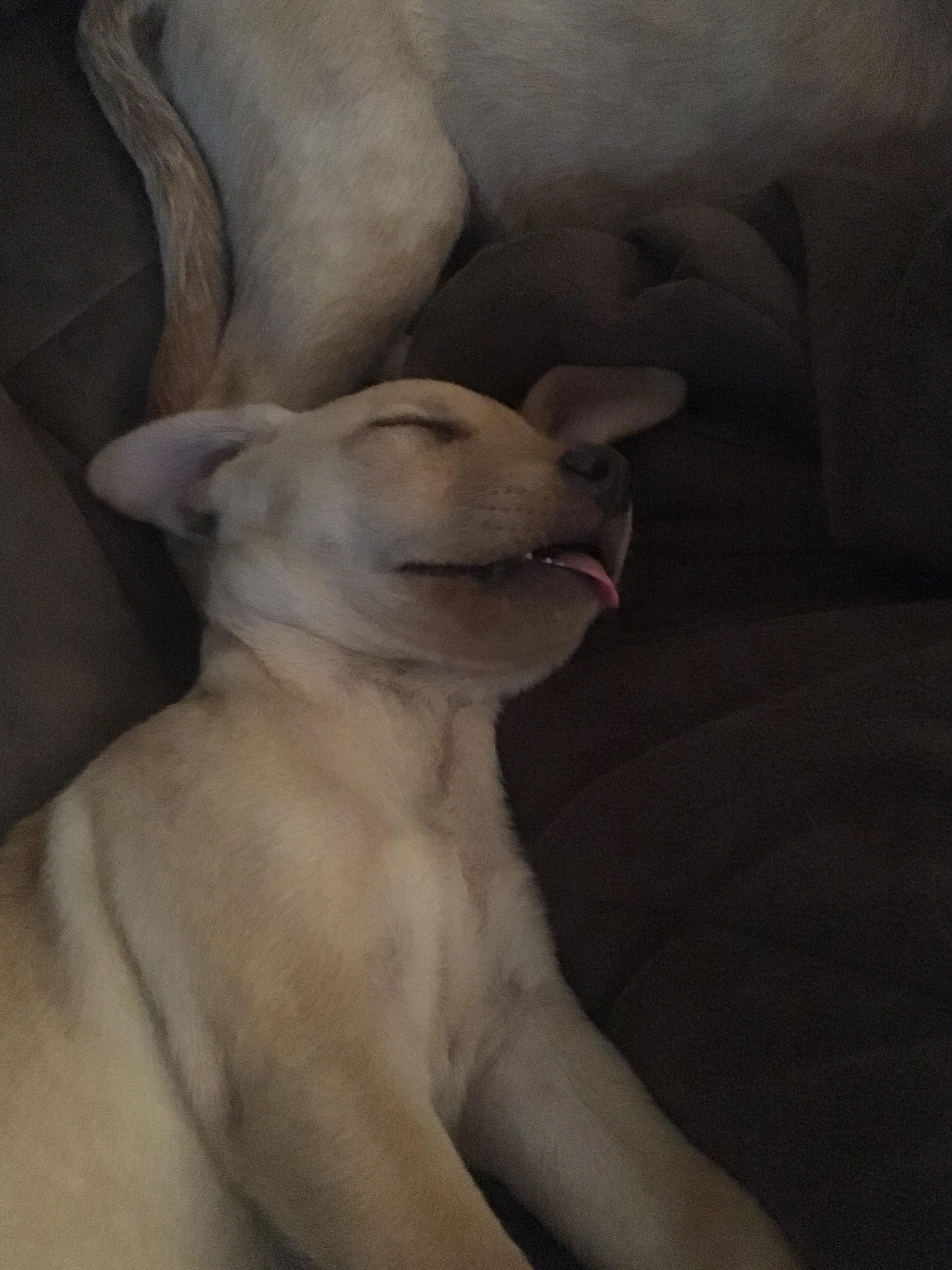 Sleepy Derp | Scrolller