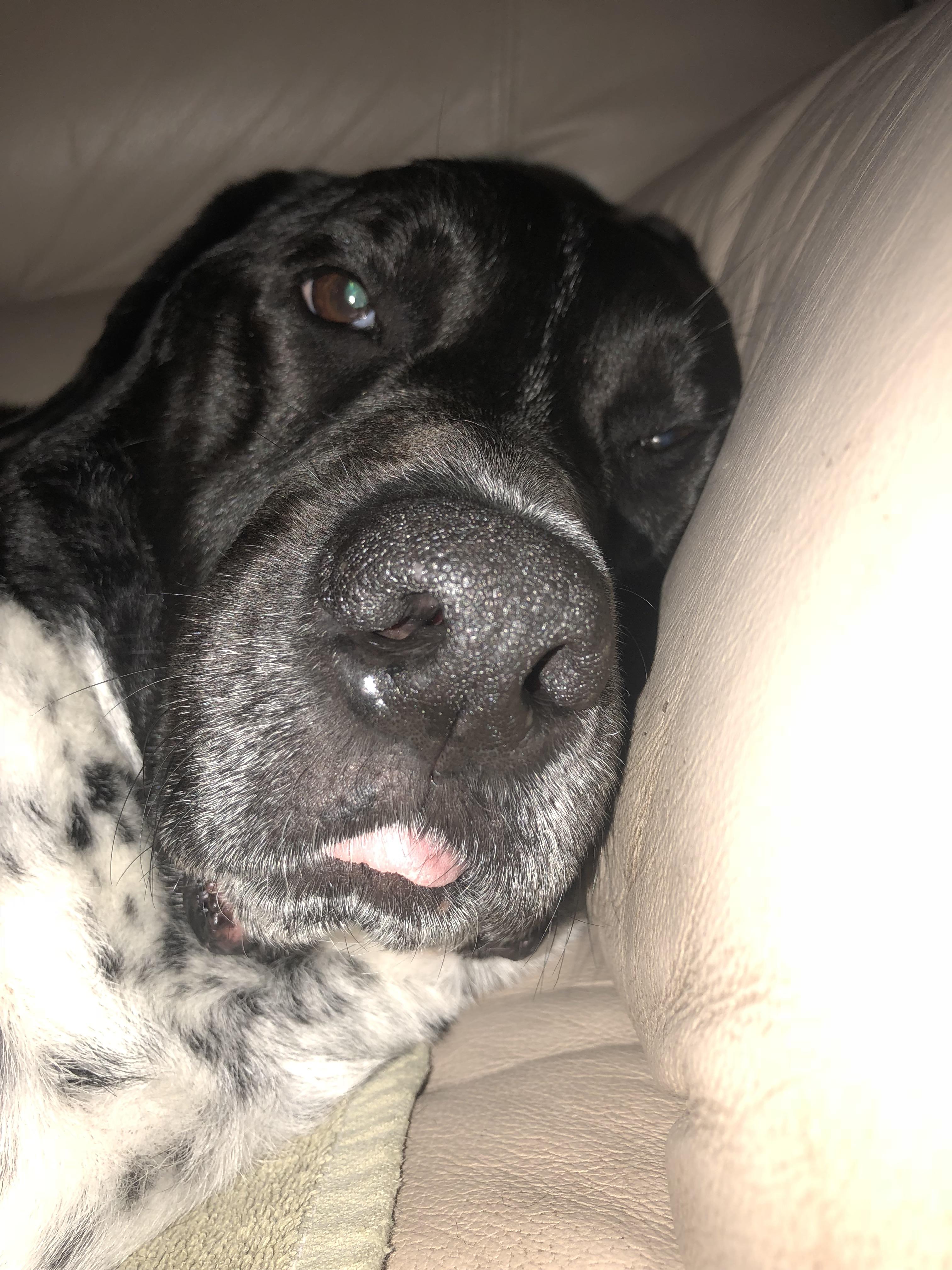 Sleepy Derp | Scrolller