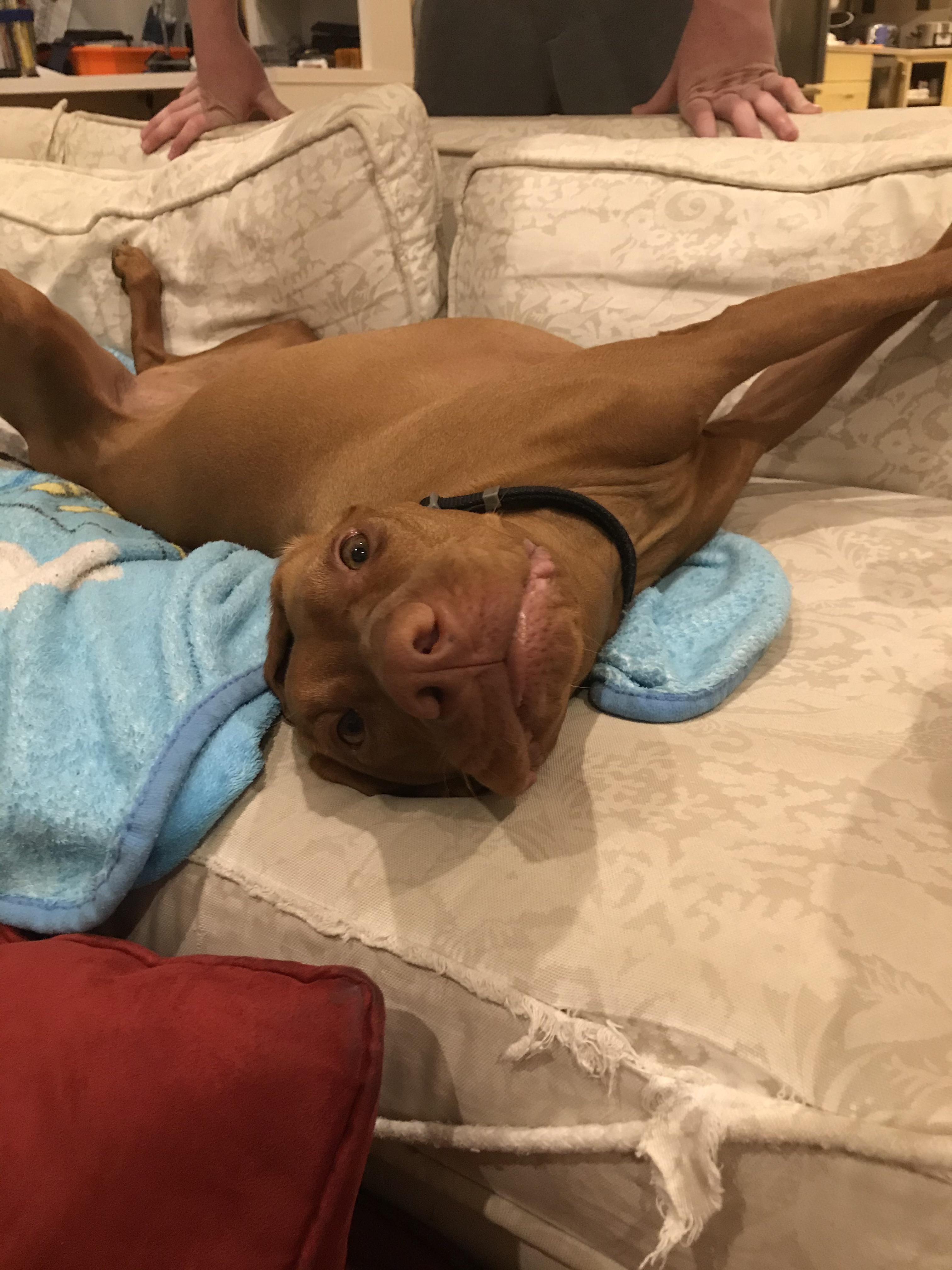 Sleepy derp | Scrolller