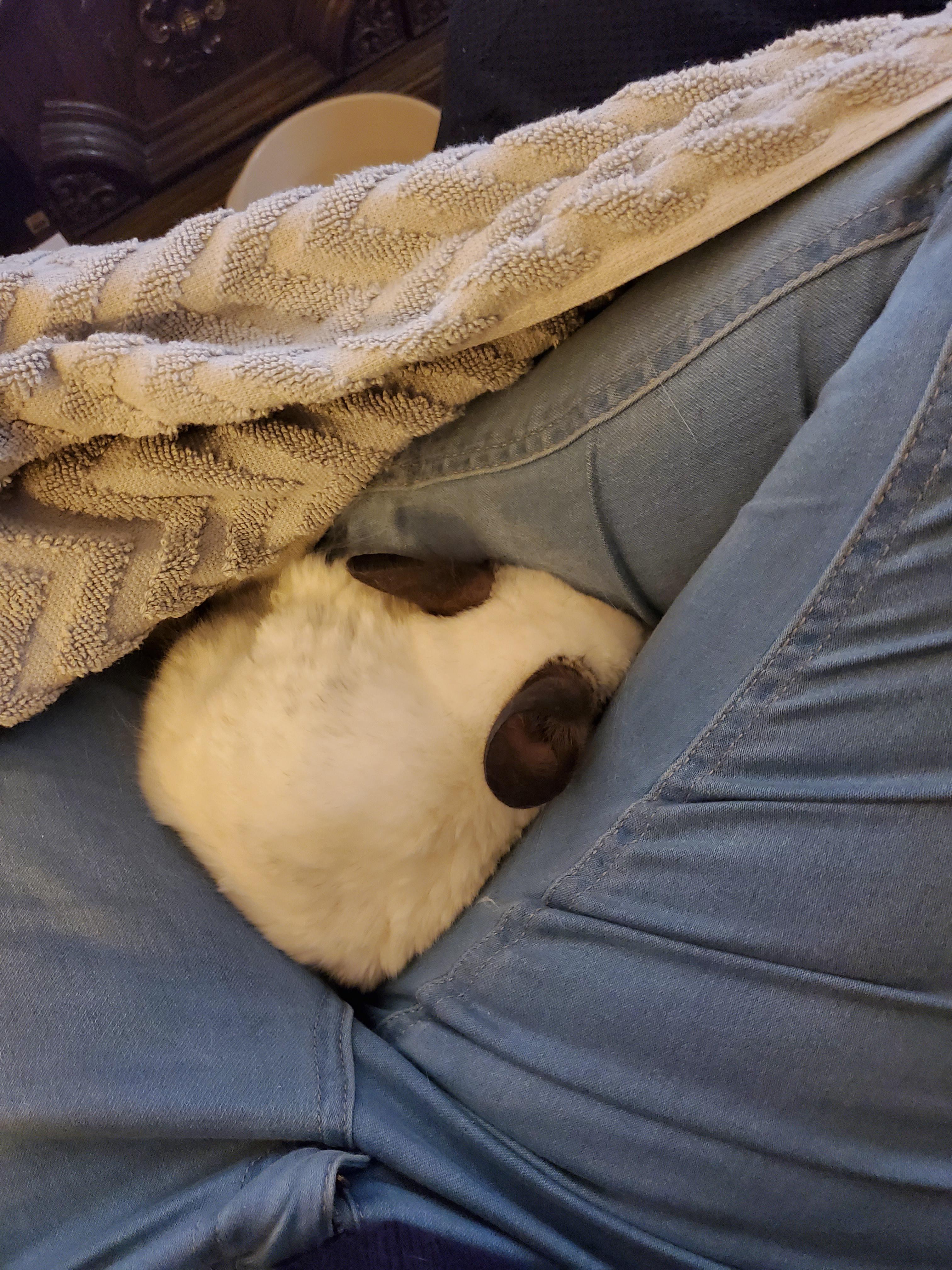 Sleepy Floof | Scrolller