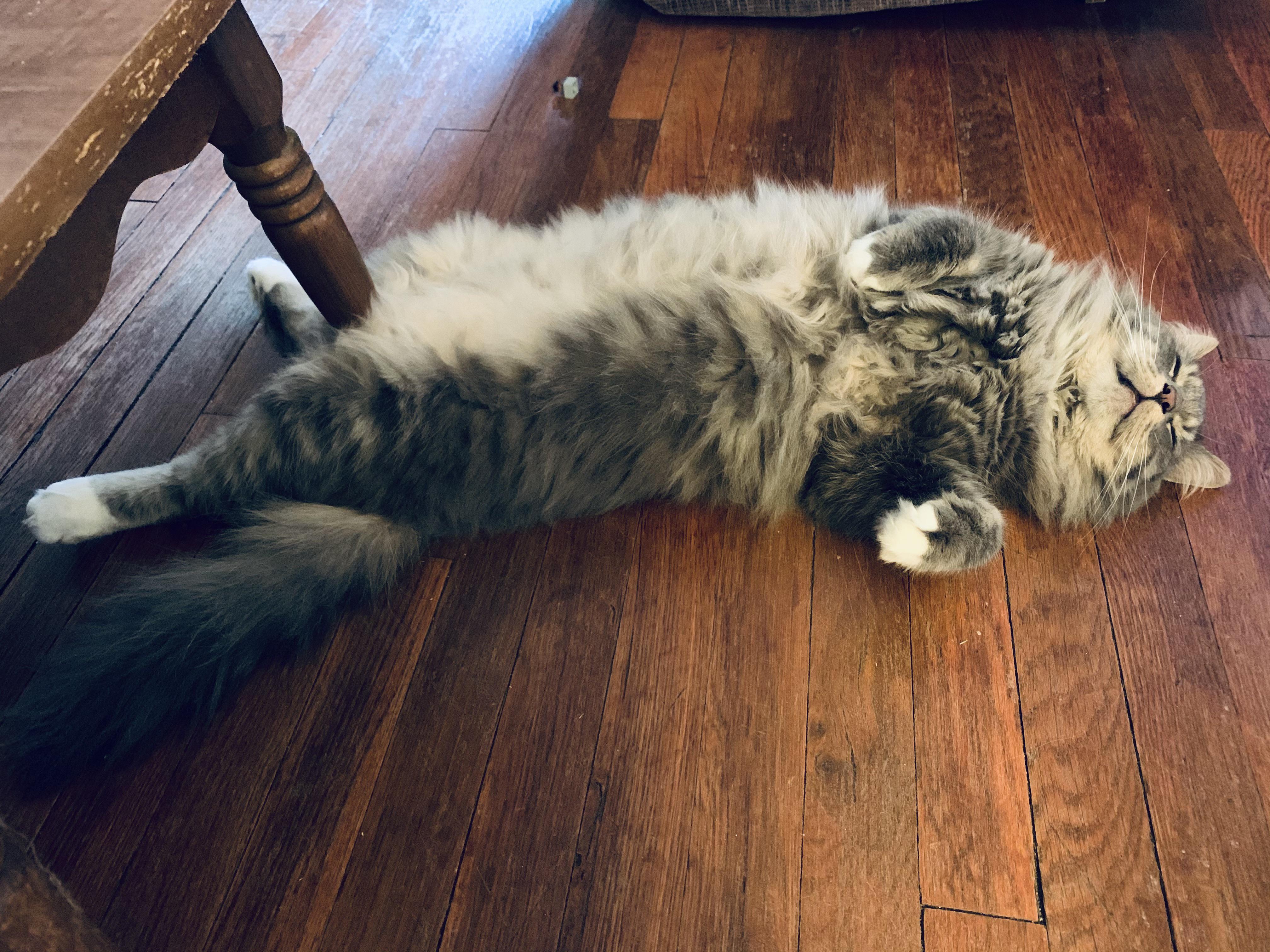 Sleepy floof | Scrolller