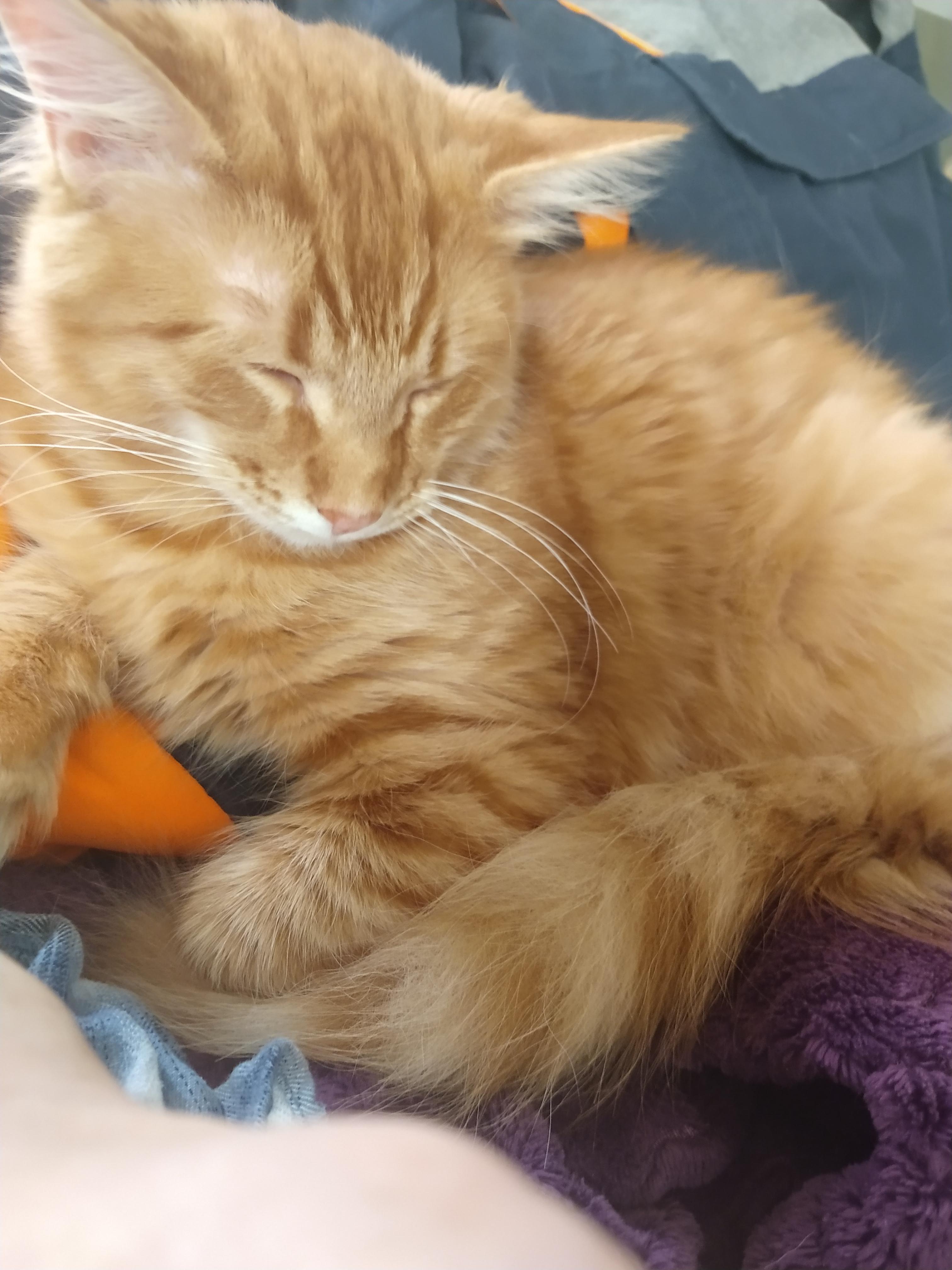 Sleepy floof | Scrolller