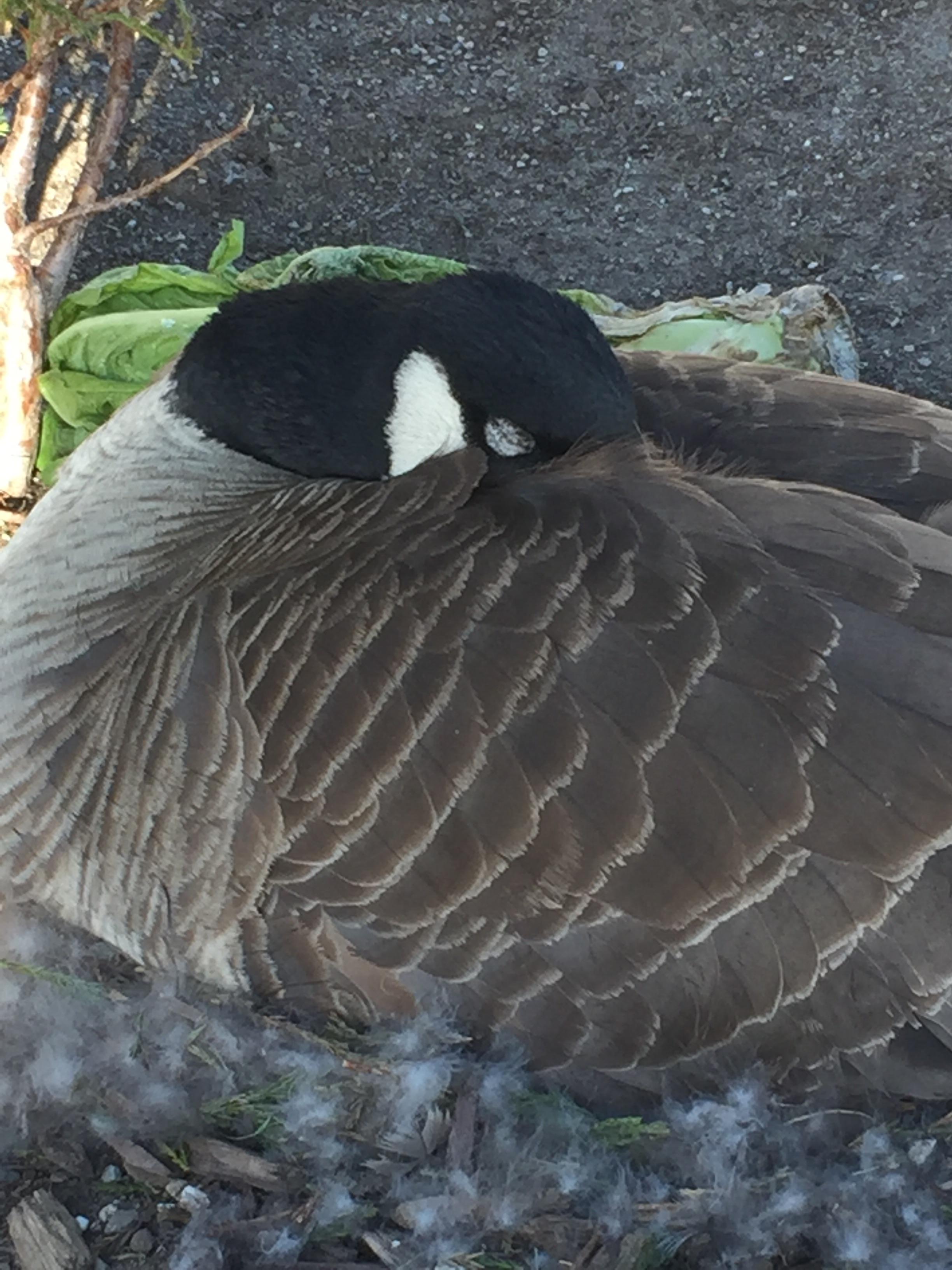 Sleepy goose | Scrolller