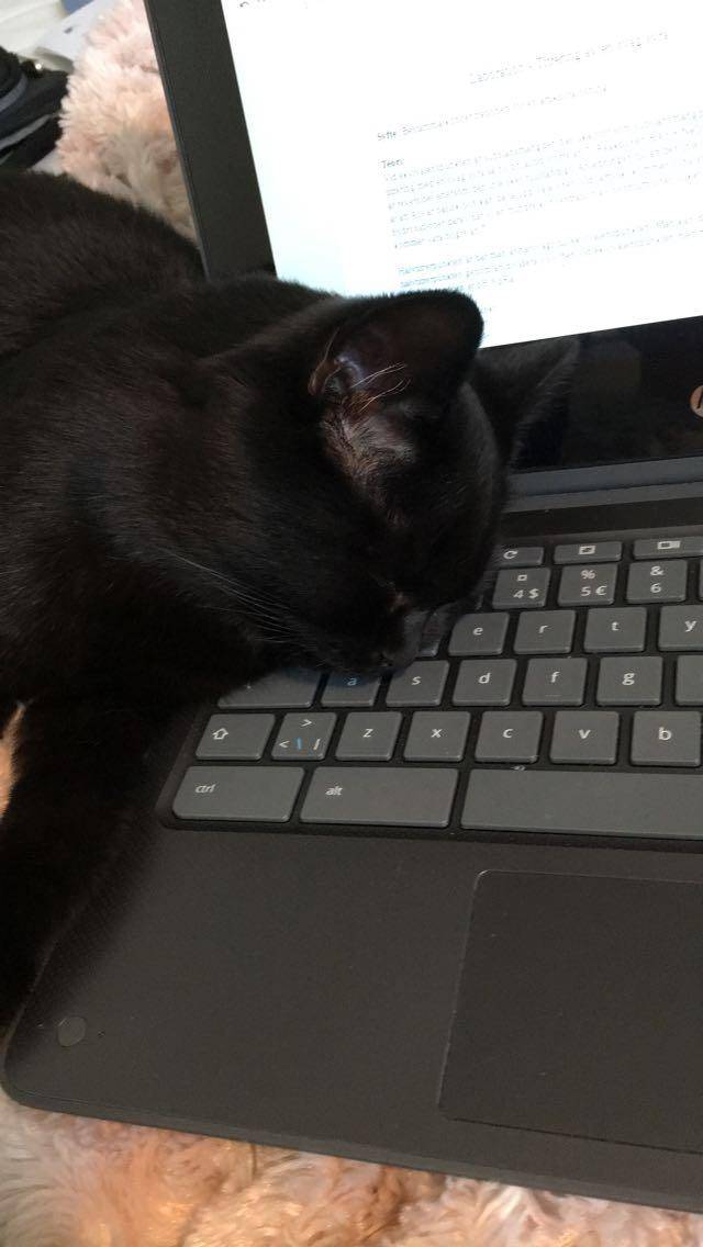 Sleepy kitten | Scrolller