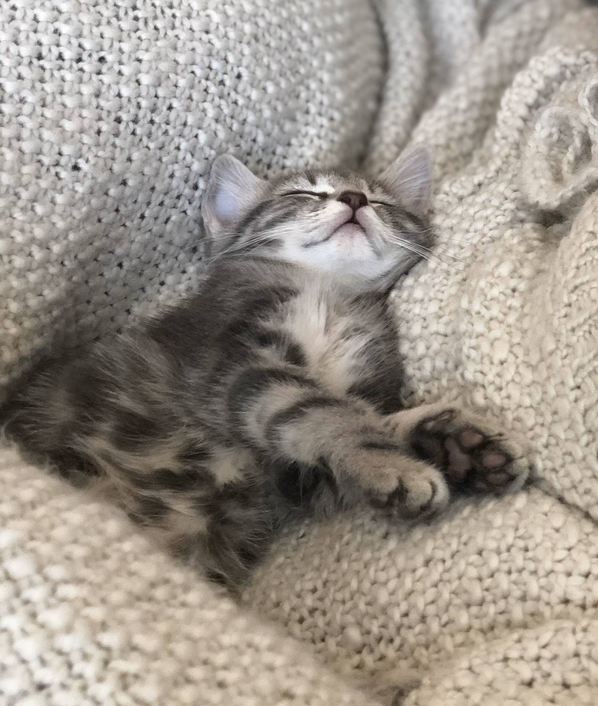 Sleepy kitten beans | Scrolller