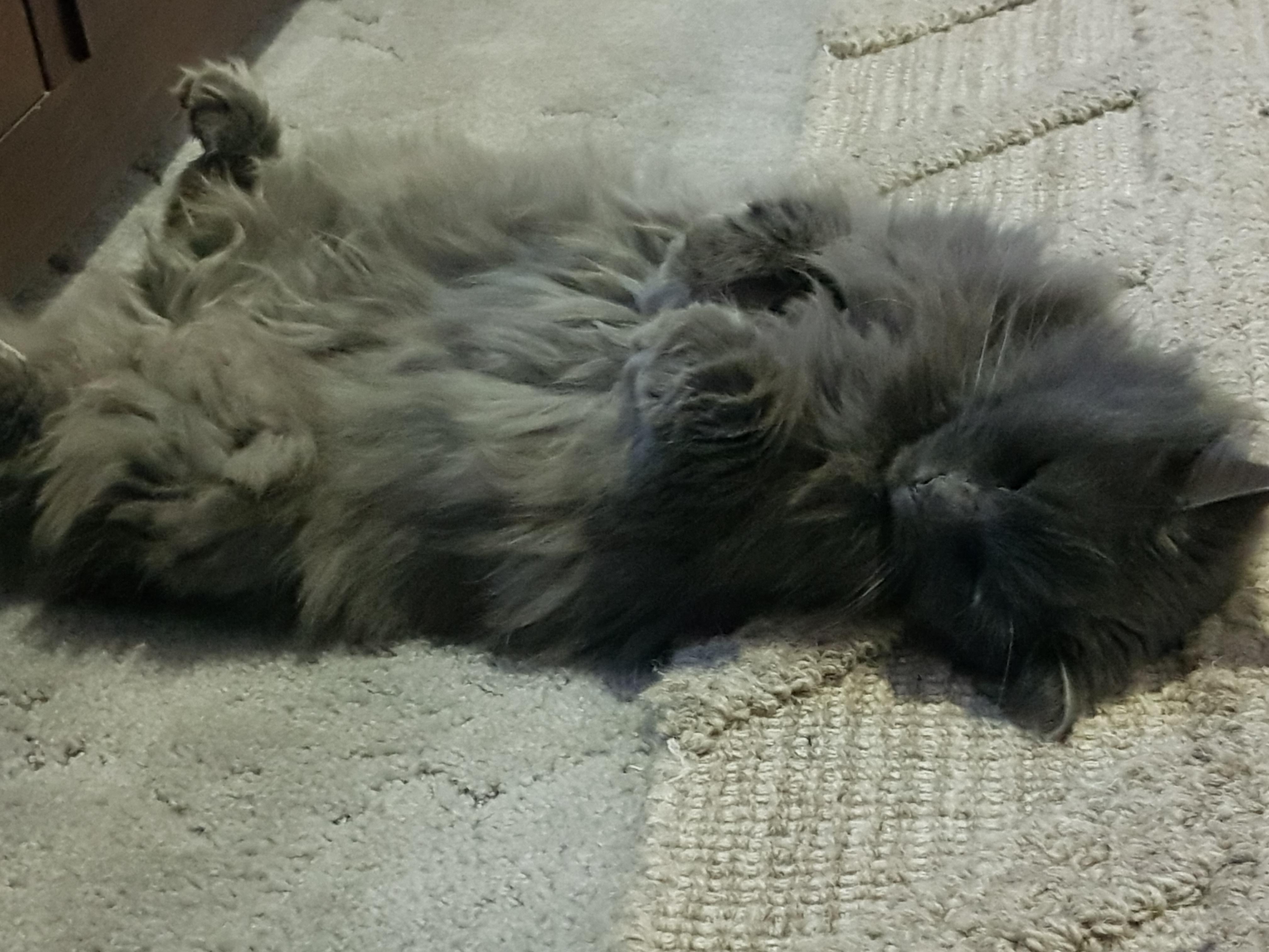 Sleepy kitty | Scrolller