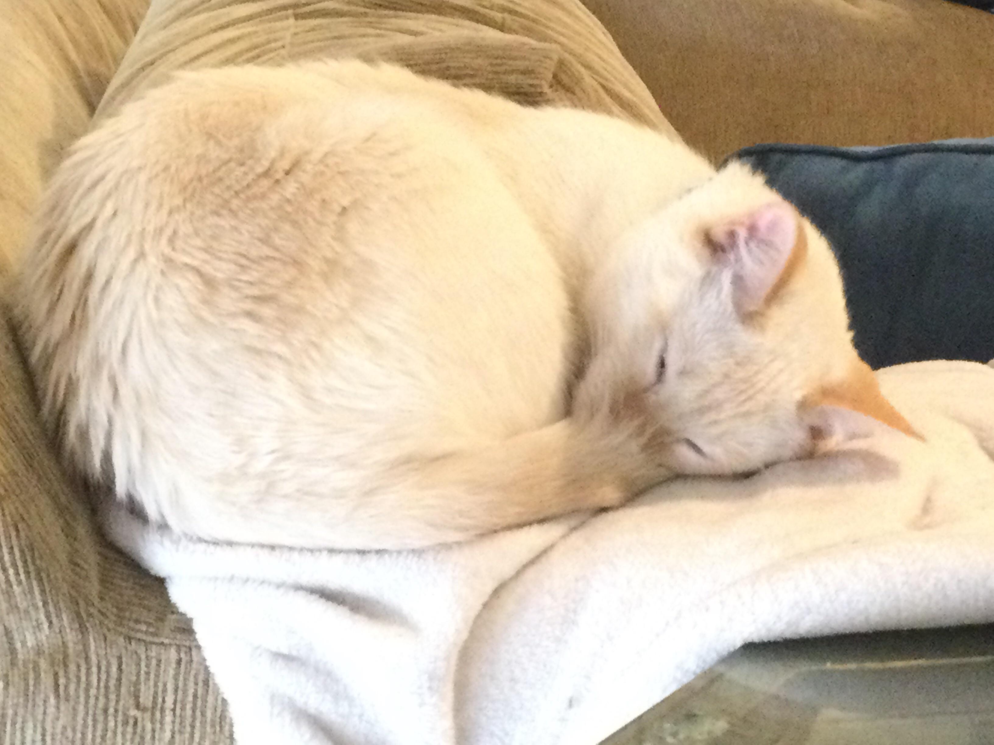 Sleepy Kitty! | Scrolller