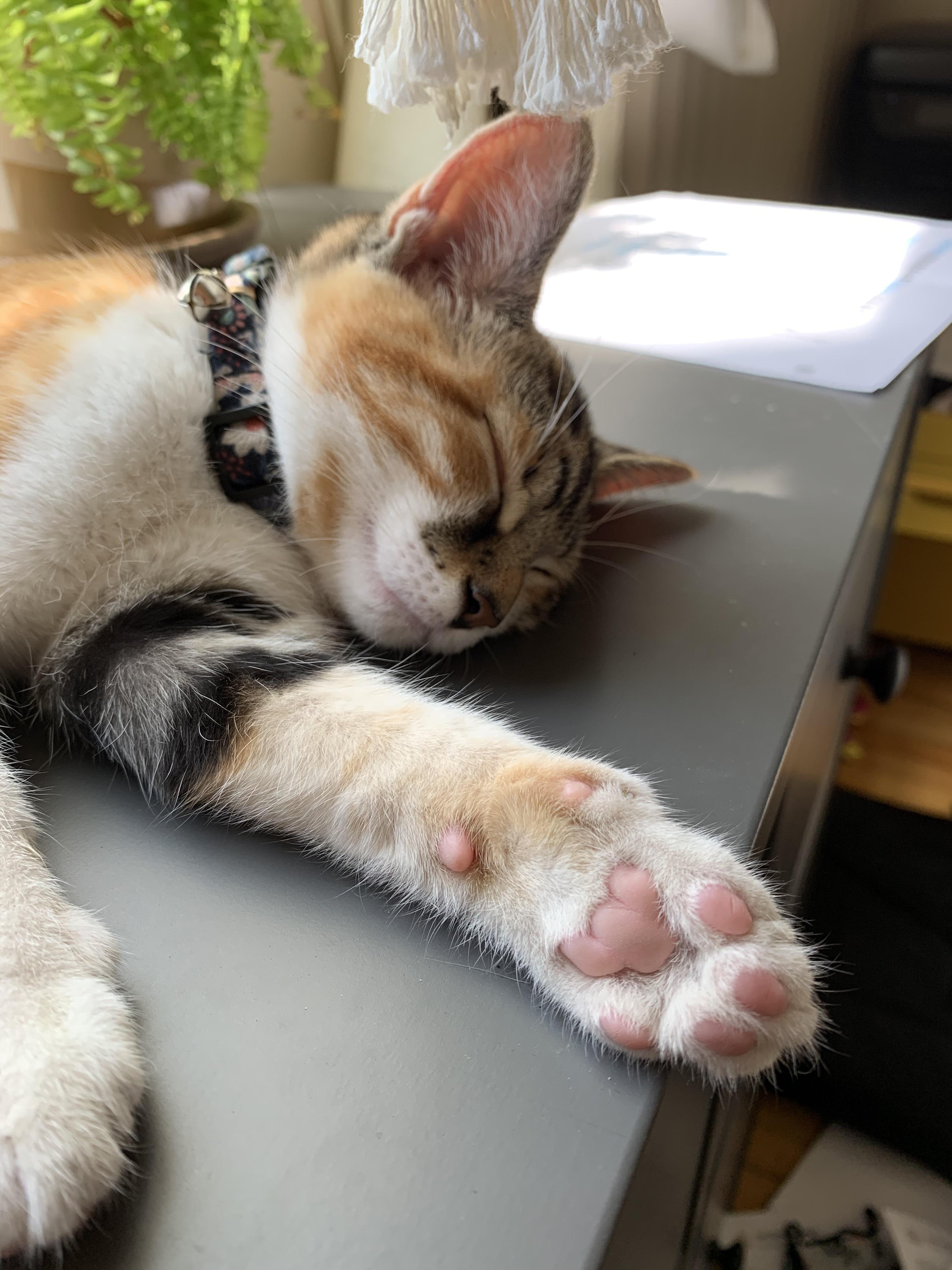 Sleepy Lily and her beans | Scrolller
