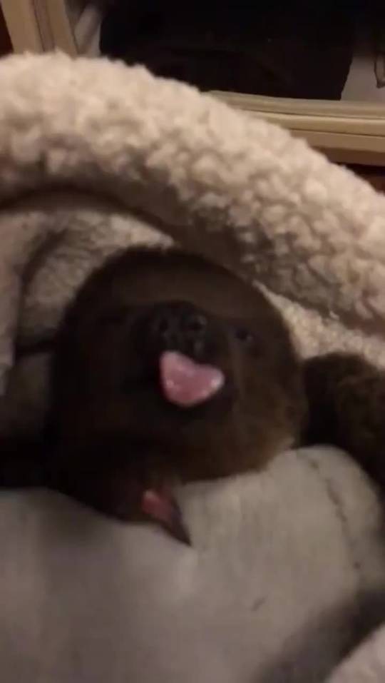 Sleepy little baby sloth | Scrolller