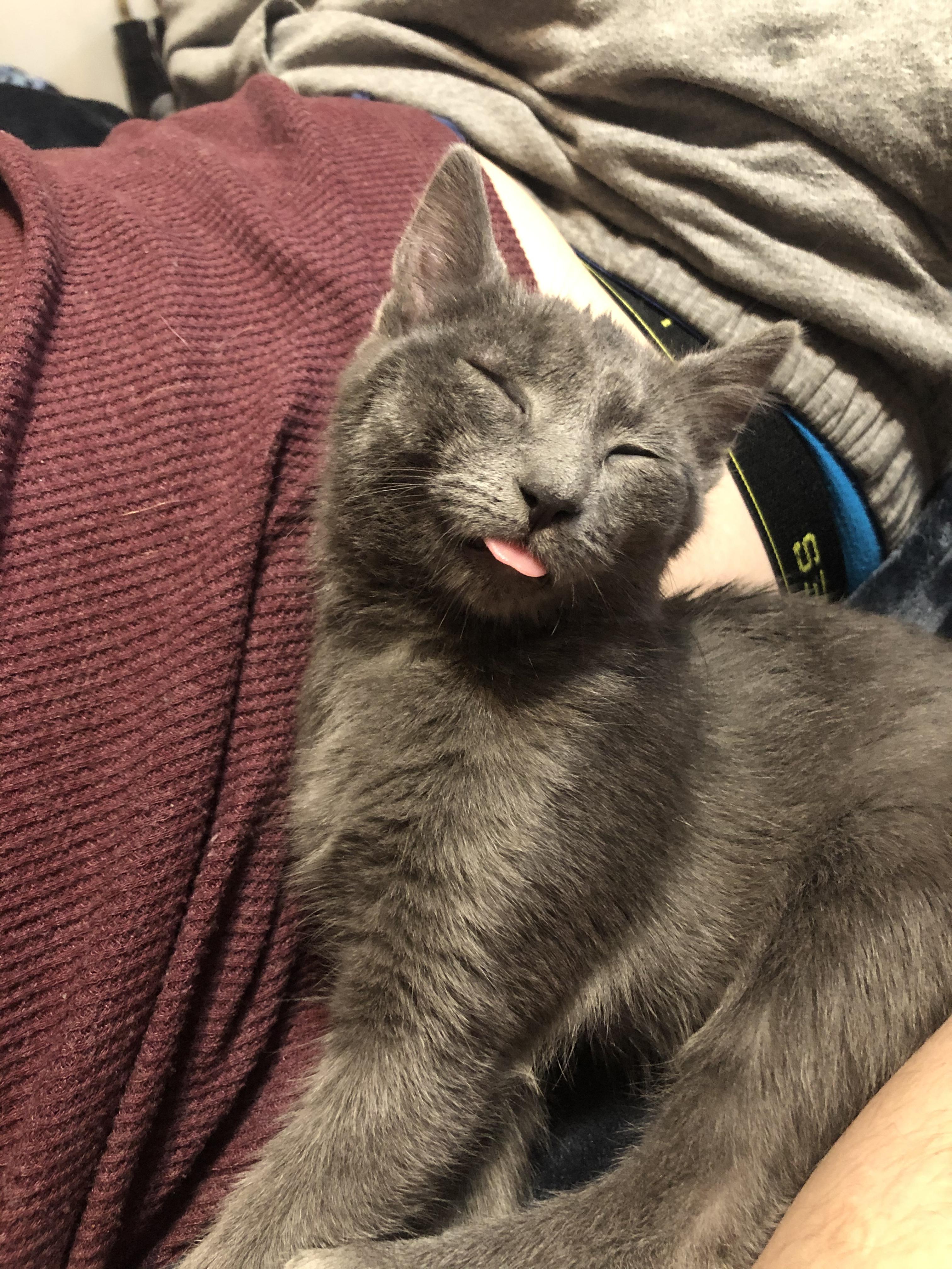 Sleepy little blep, Gandalf. | Scrolller