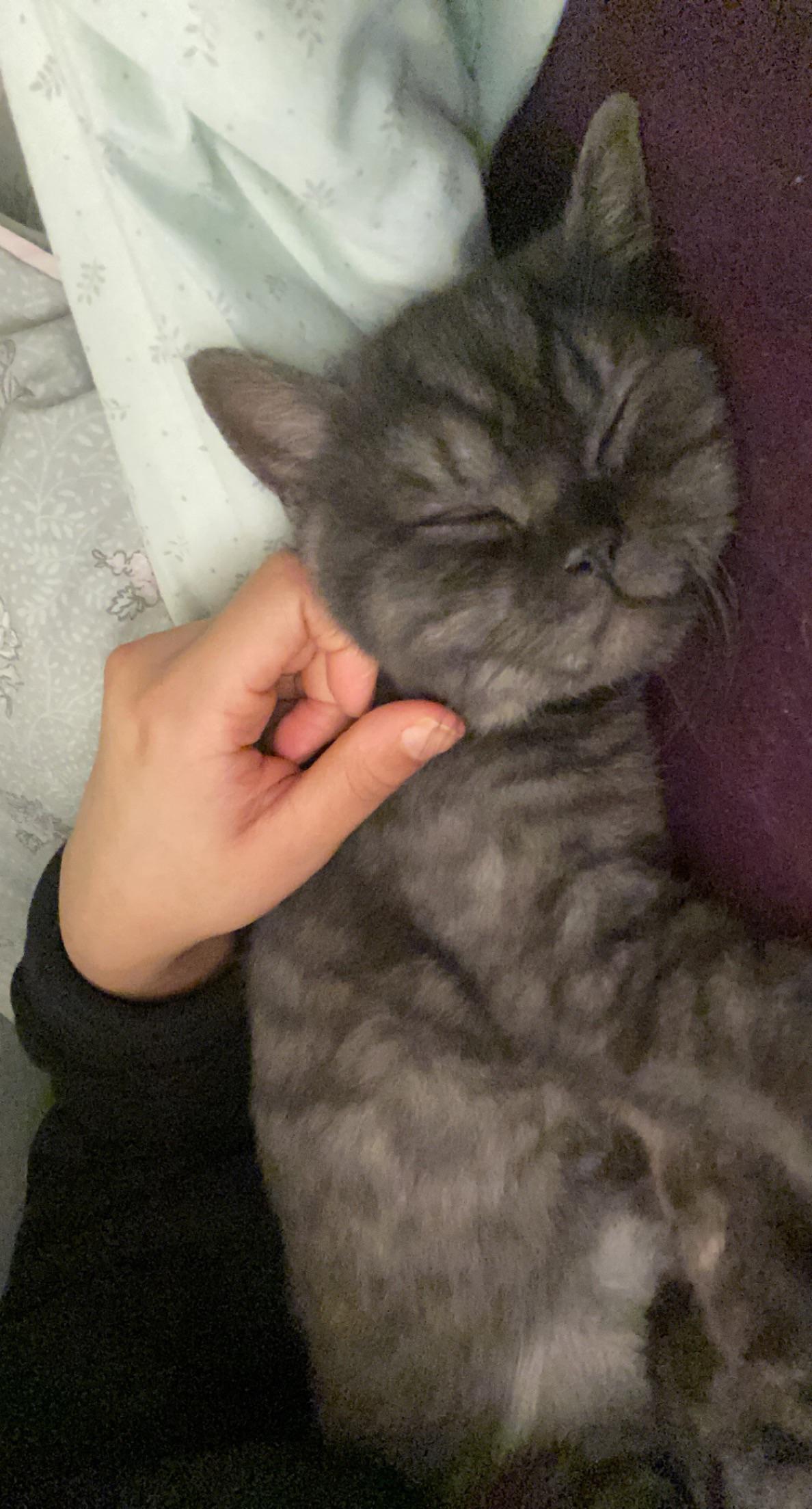 Sleepy mochi! | Scrolller