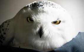 sleepy Owl | Scrolller