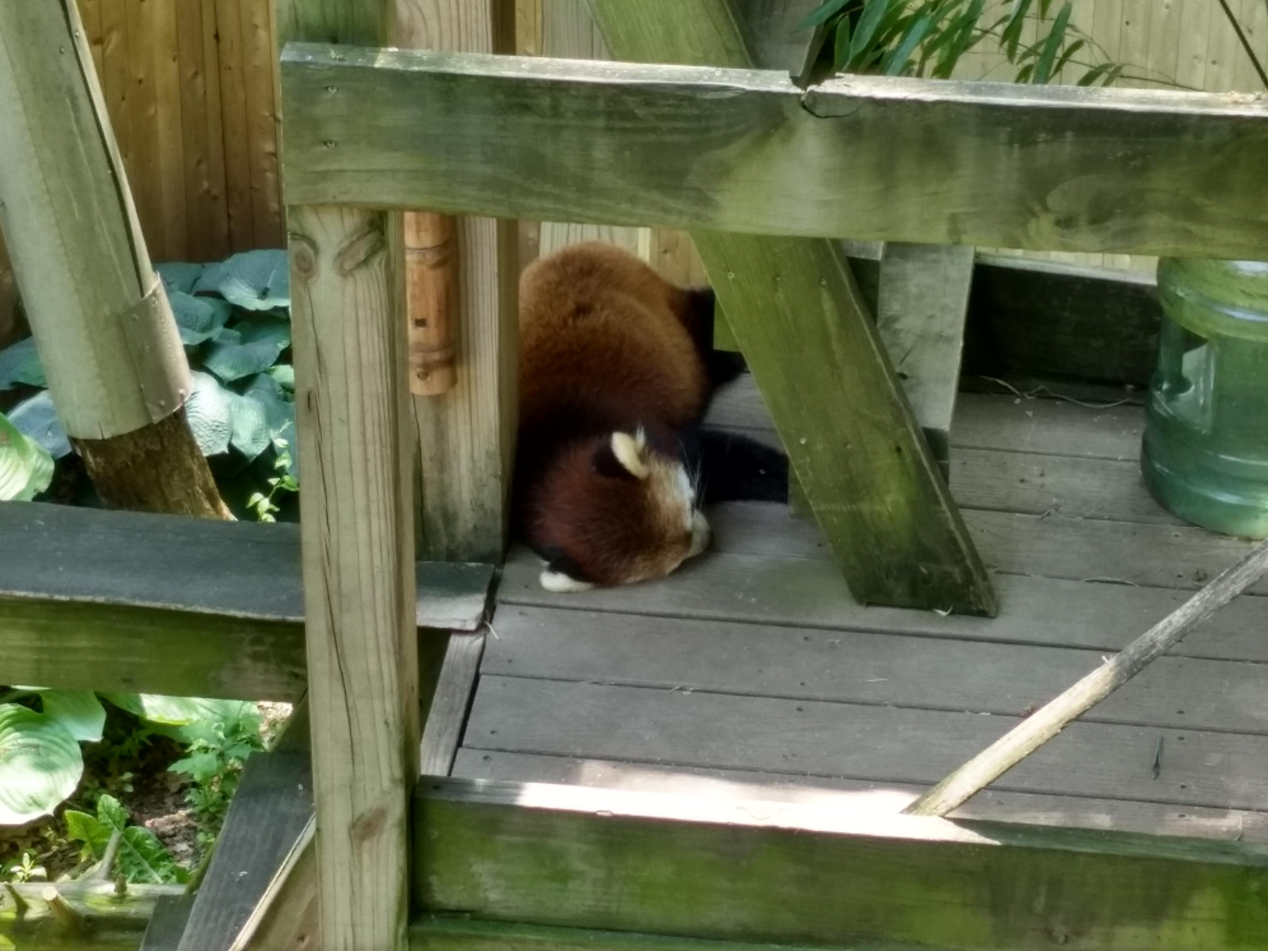 Sleepy panda | Scrolller