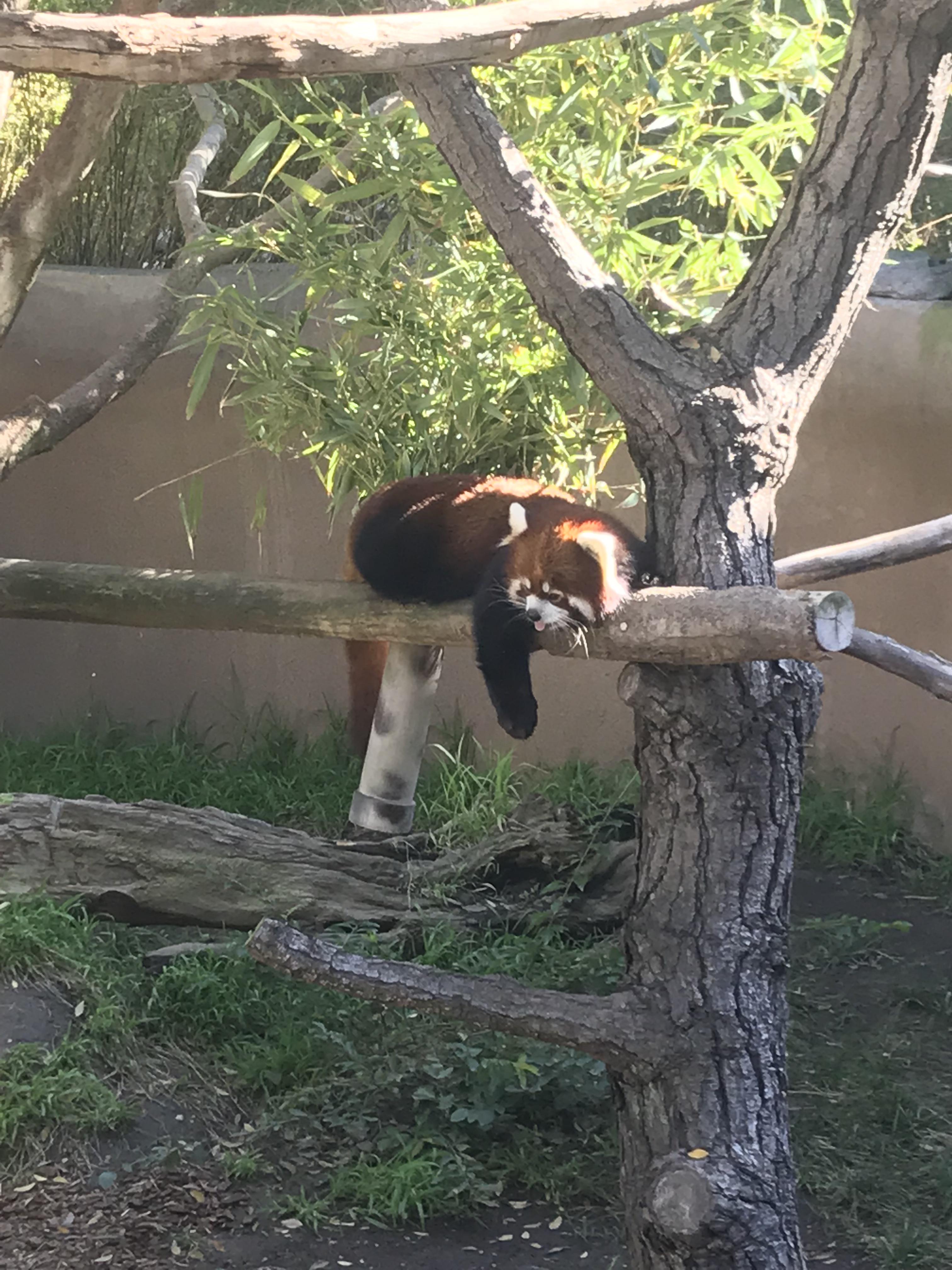 Sleepy panda with a cute lil blep at the San Diego zoo yesterday | Scrolller