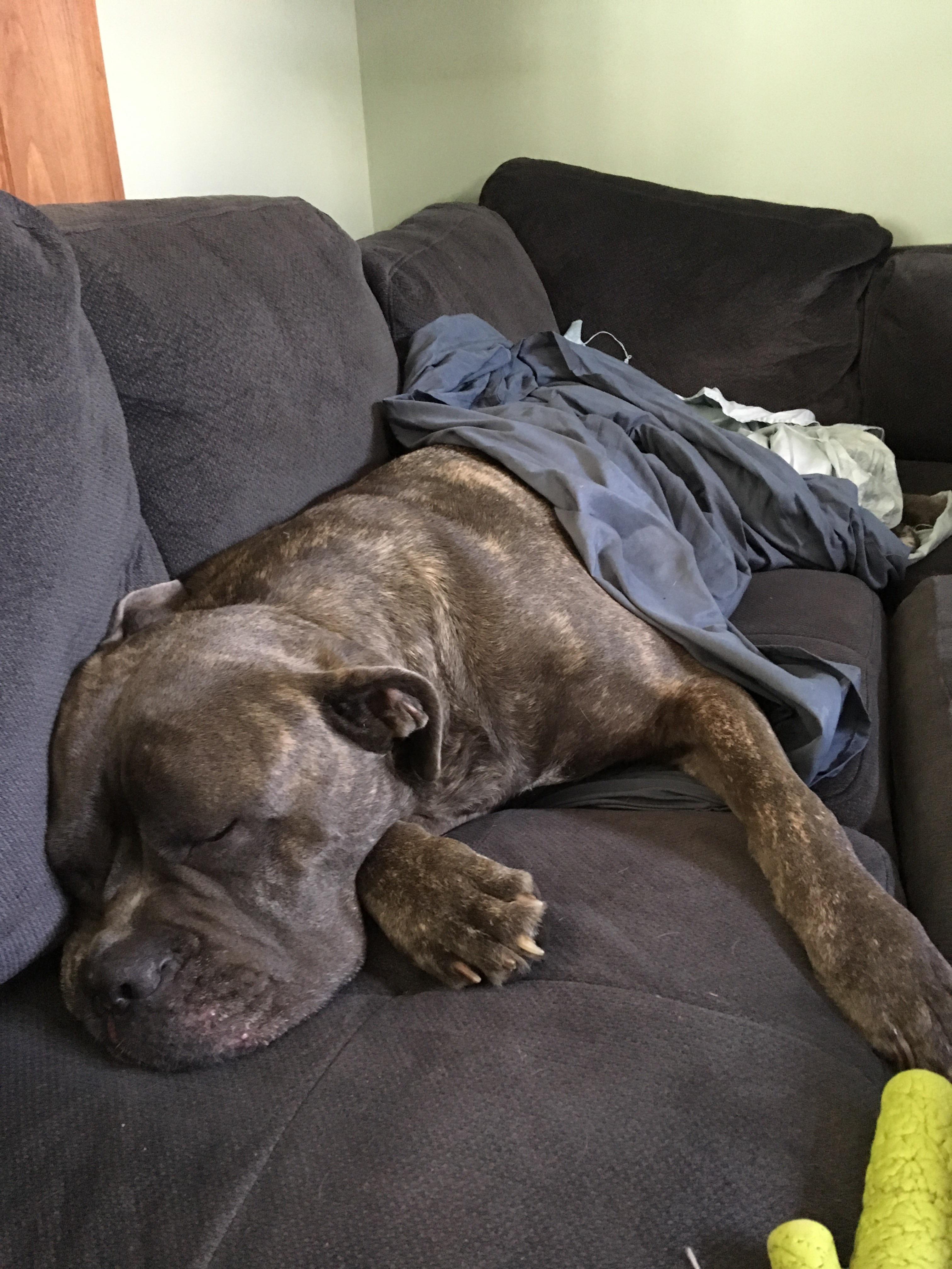 Sleepy pup | Scrolller