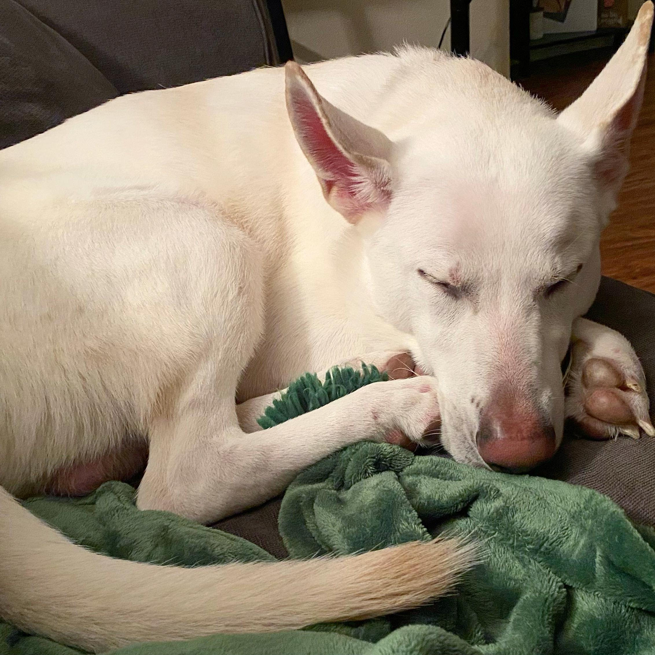 Sleepy Pup | Scrolller