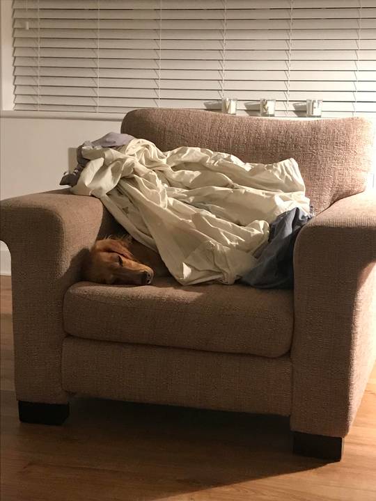 Sleepy pup | Scrolller