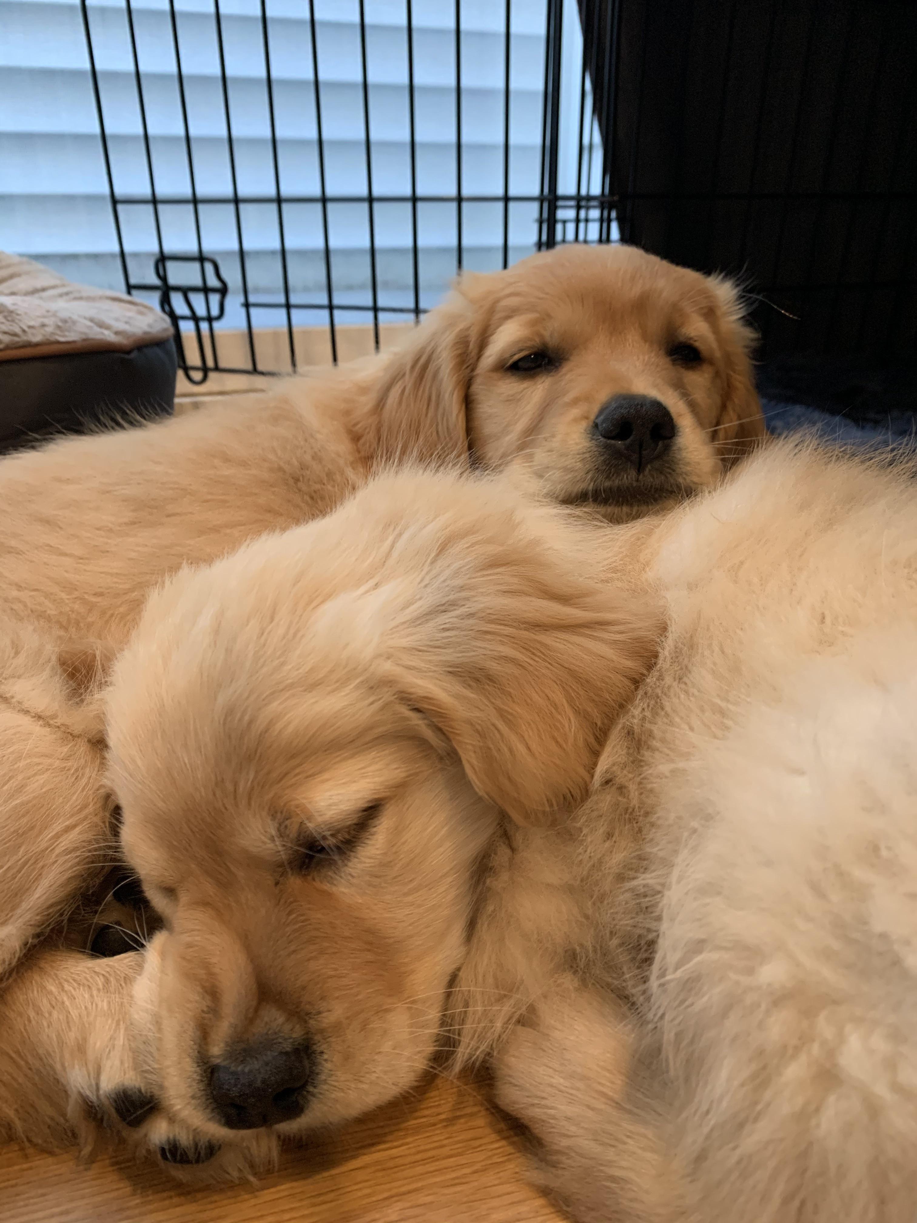 Sleepy puppies | Scrolller