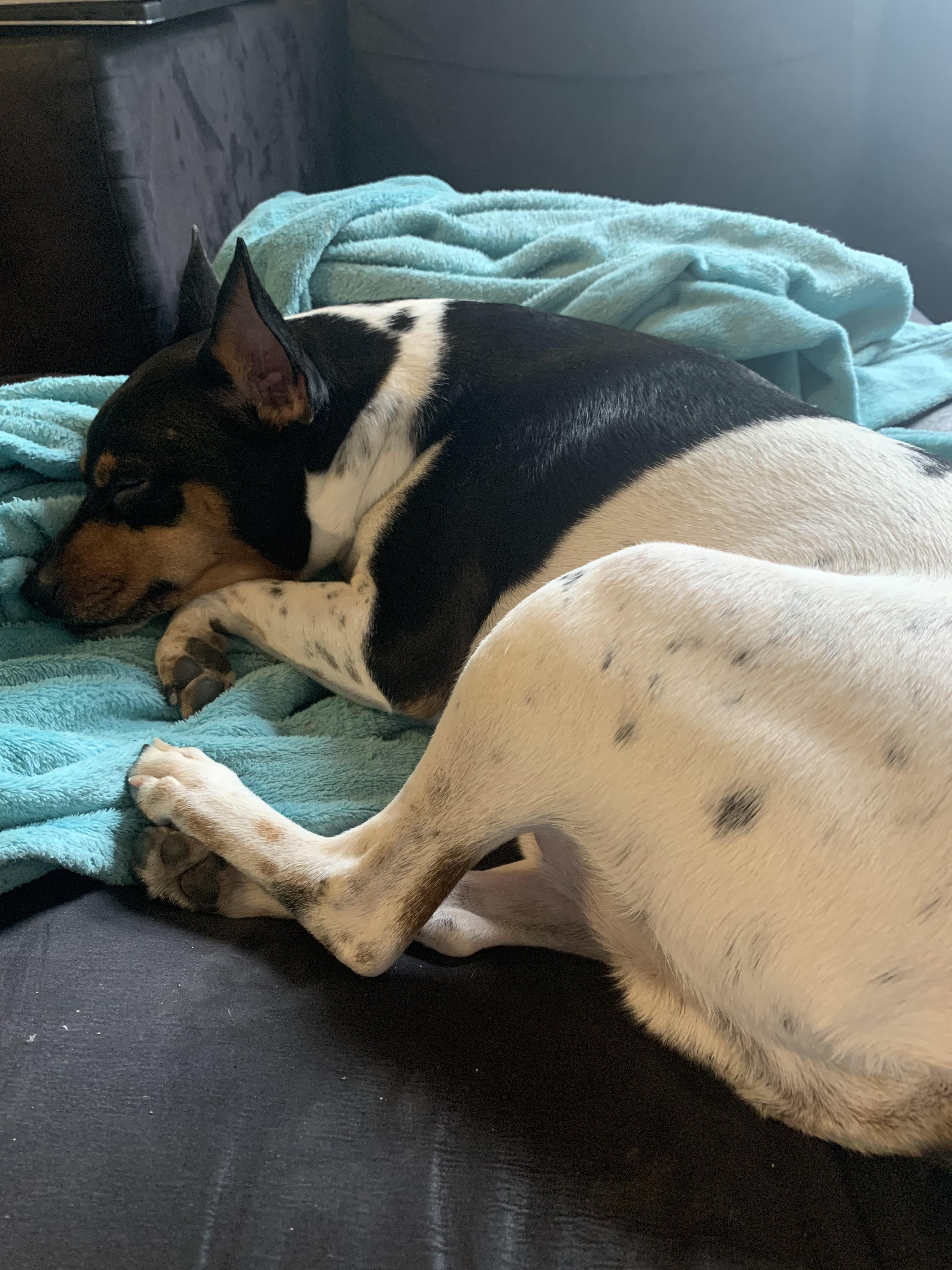 Sleepy rattie | Scrolller