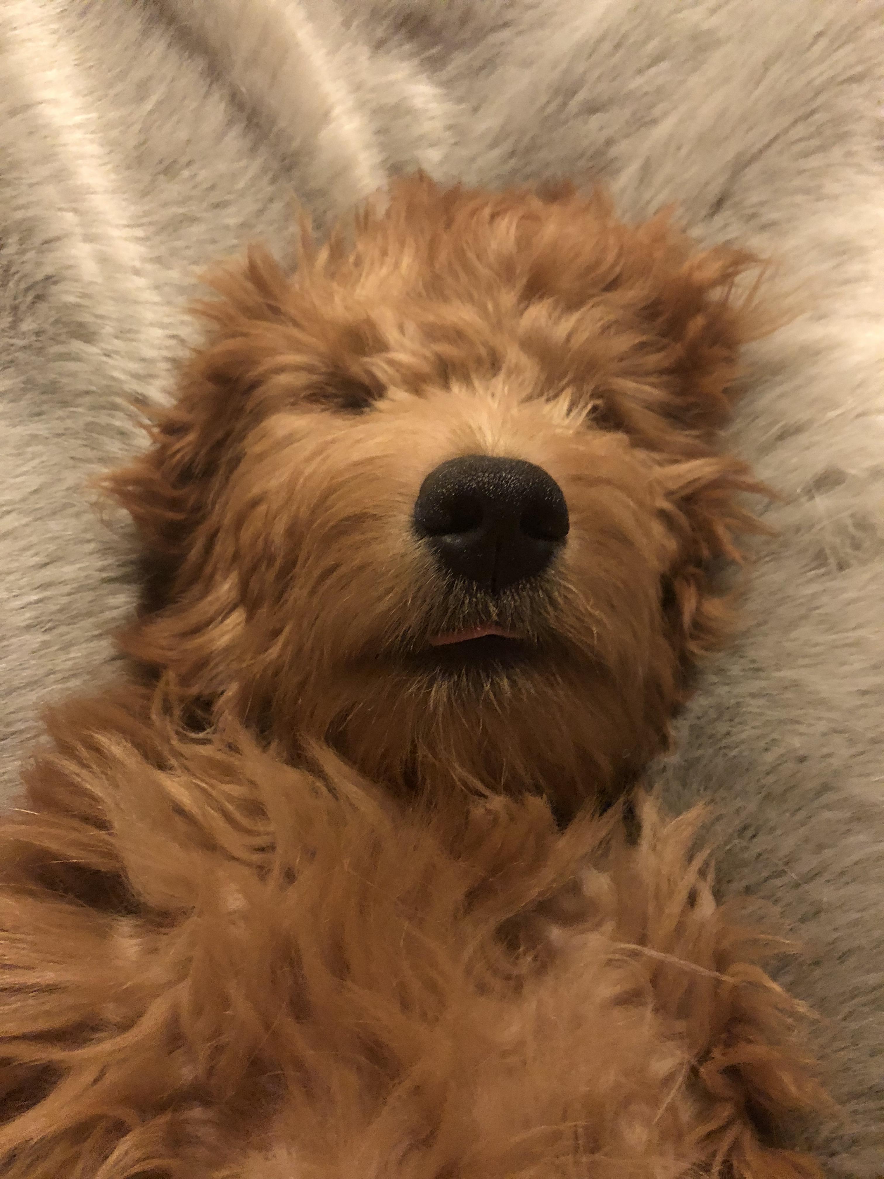 Sleepy teddy bear blop | Scrolller