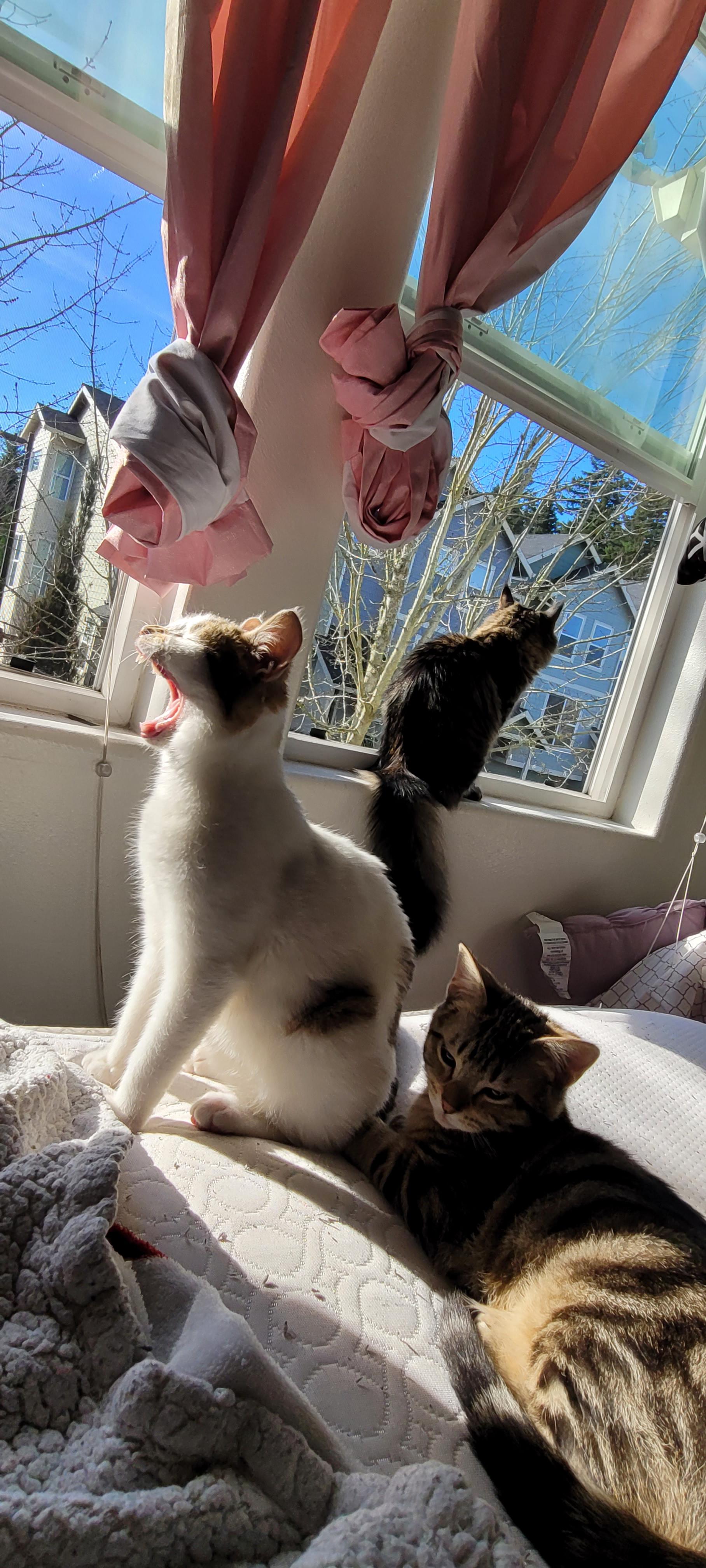 Sleepy Thursday Afternoon With the Kittens | Scrolller