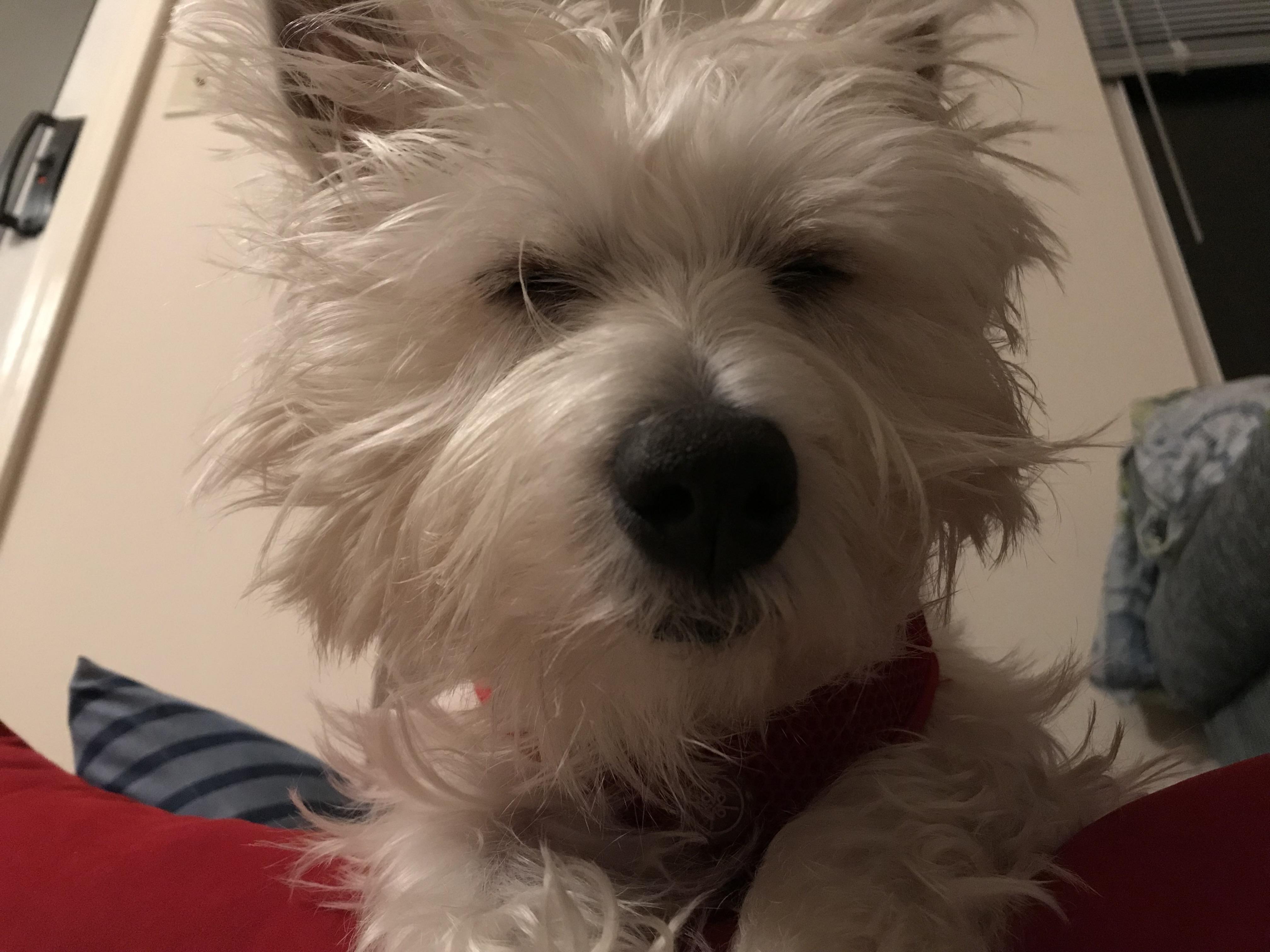 Sleepyhead | Scrolller