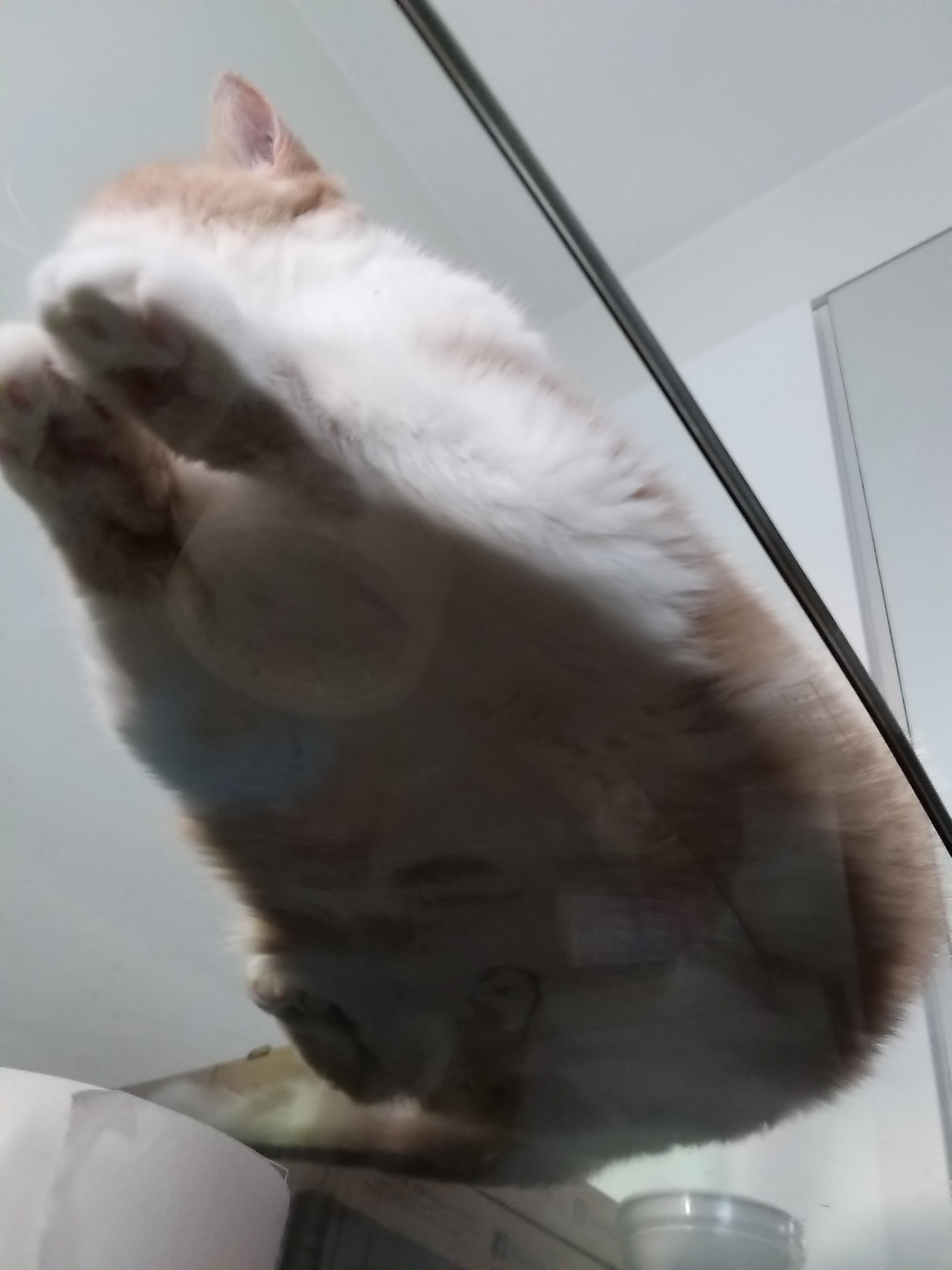 Slightly chonky | Scrolller