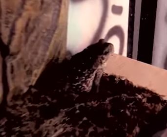 Slippy's first seconds on camera | Scrolller