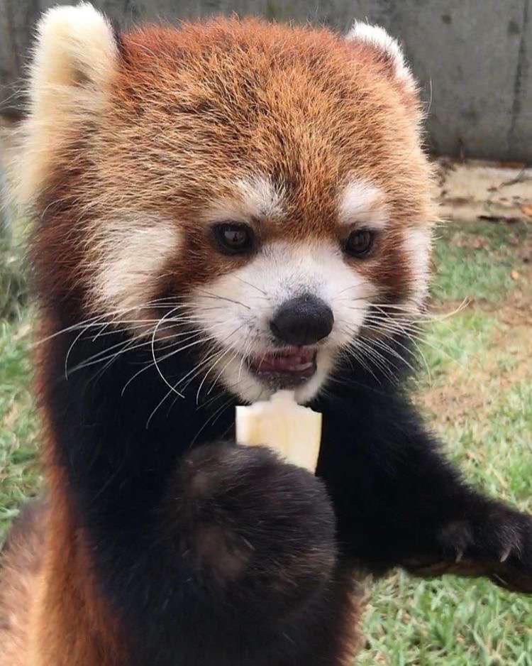 small red panda having a snack | Scrolller