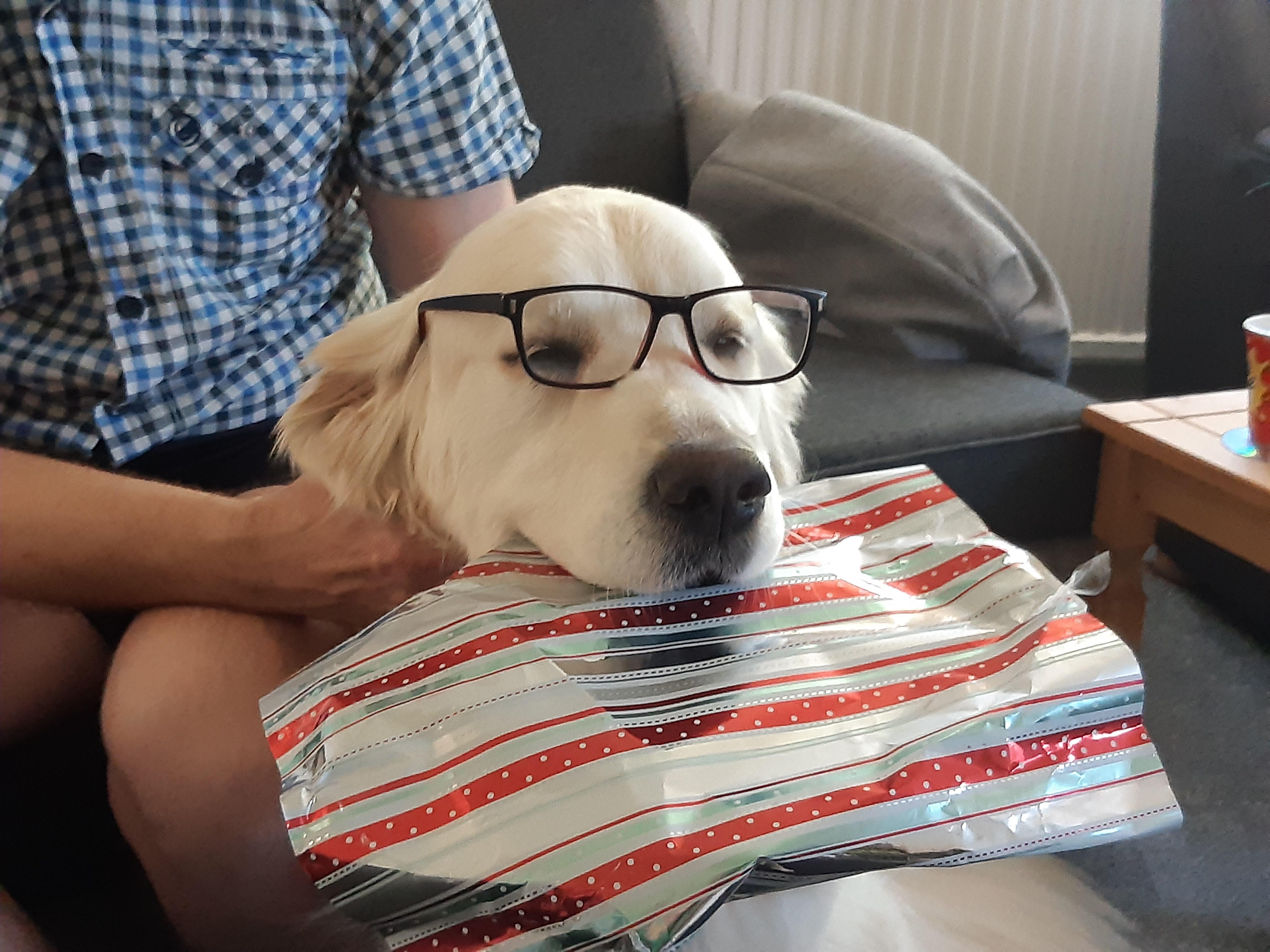 Smart doggo likes wrapping paper | Scrolller