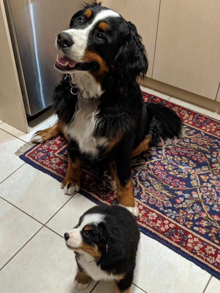 Smelly boi and his new lil stinker | Scrolller