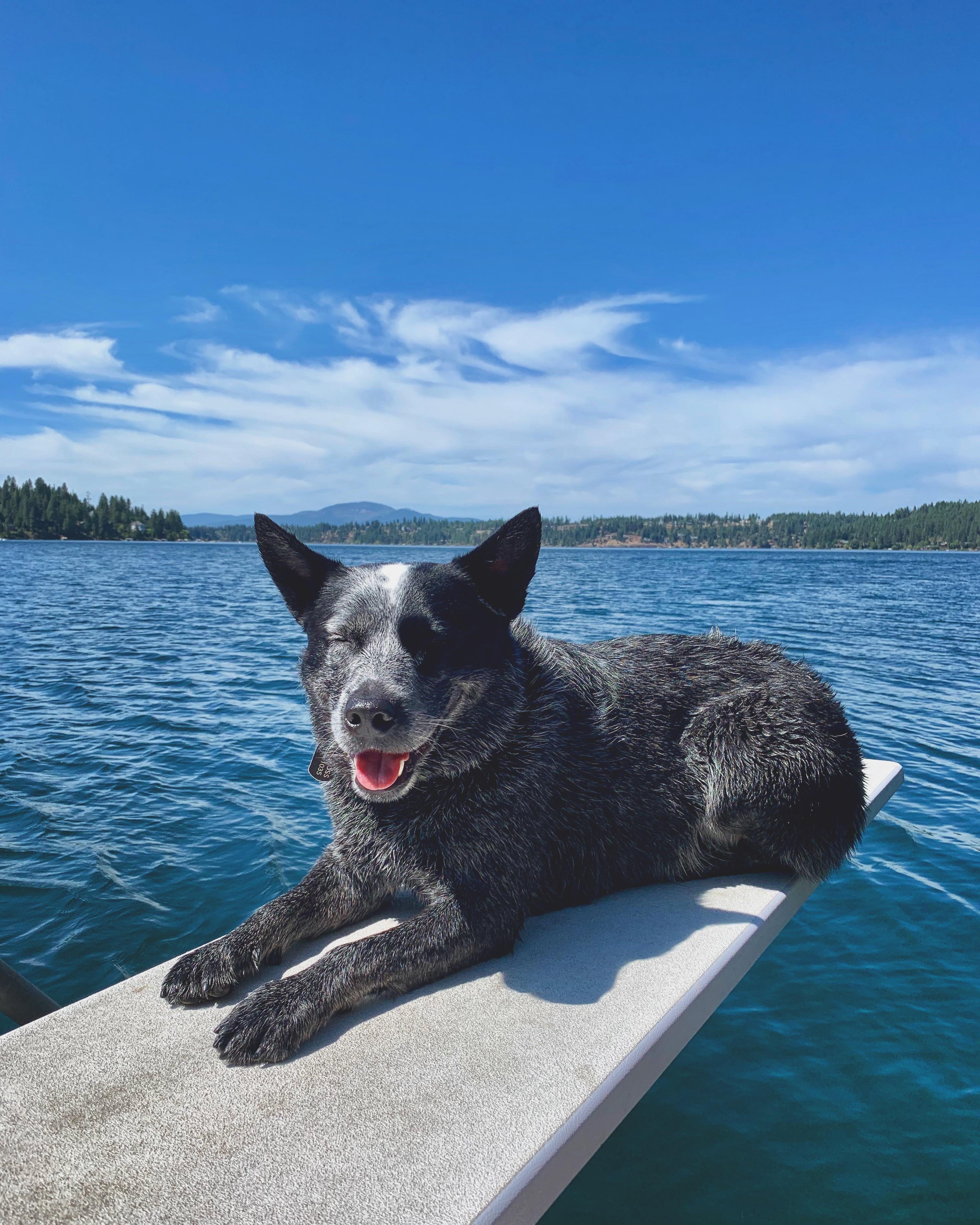 Smiley boi on diving board! | Scrolller