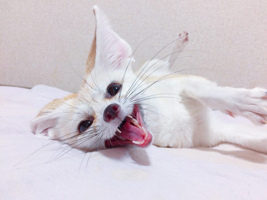 Smiling fennec 😊 | Scrolller