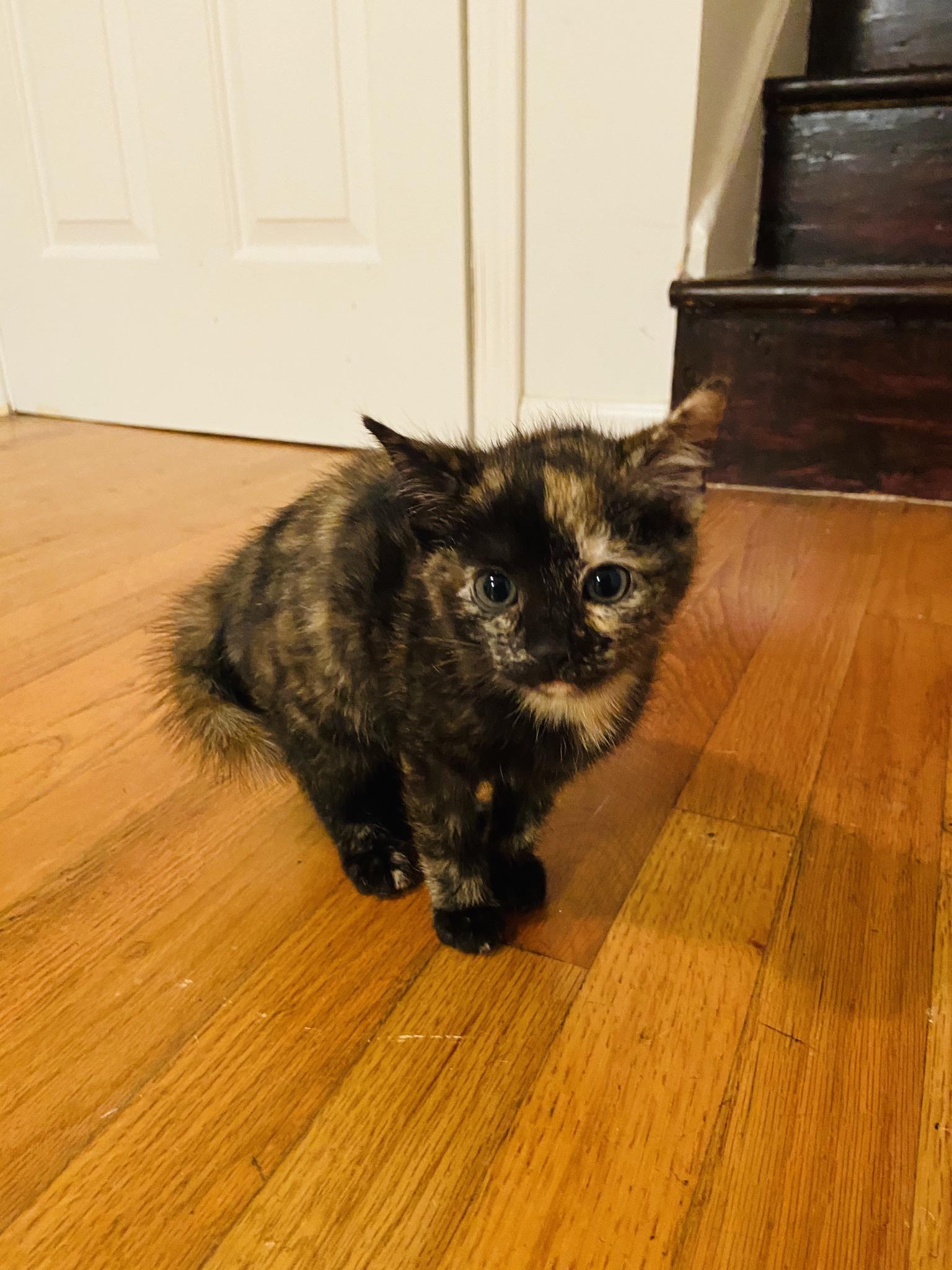 Smol bean | Scrolller