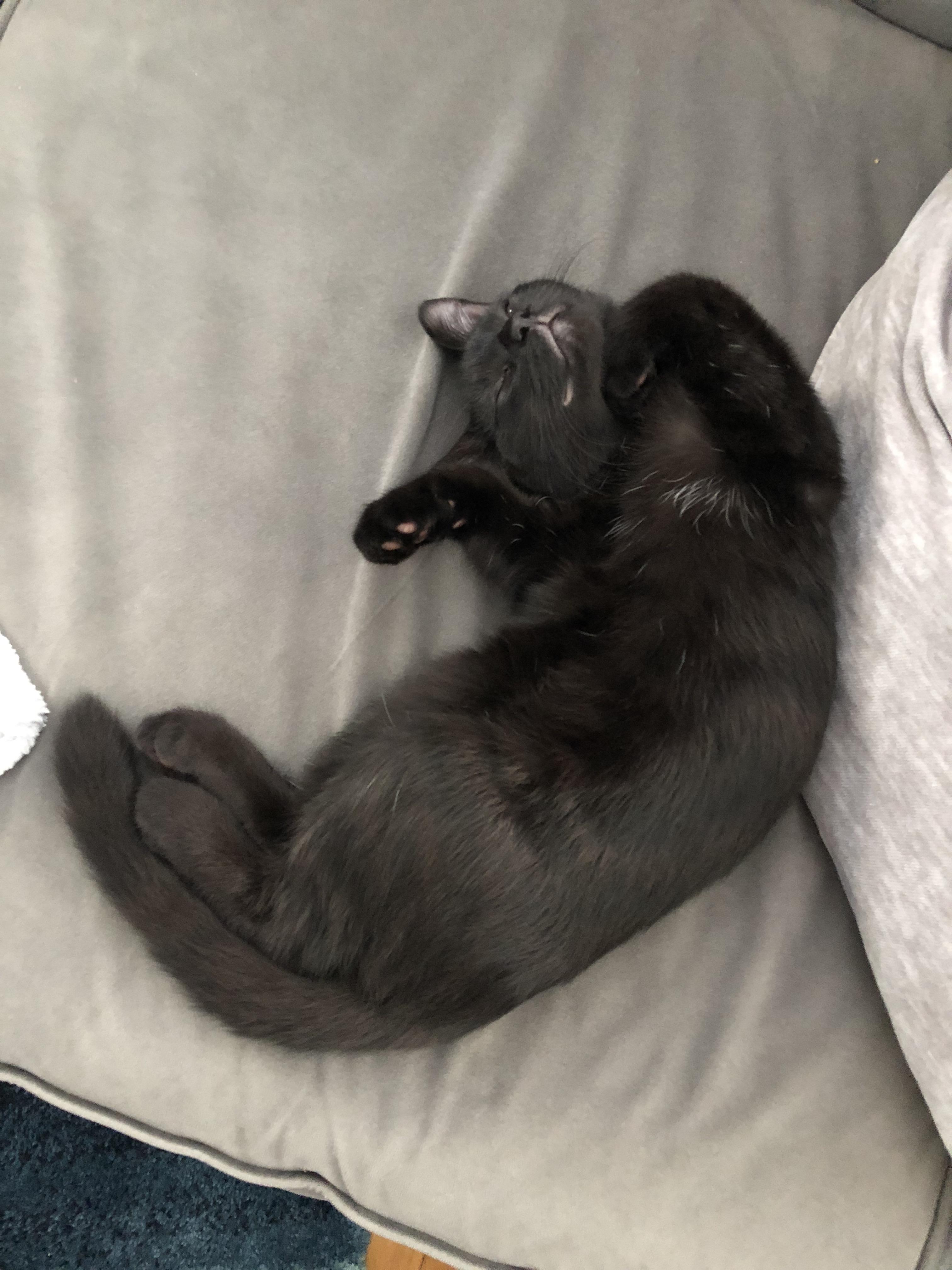 Smol belly | Scrolller