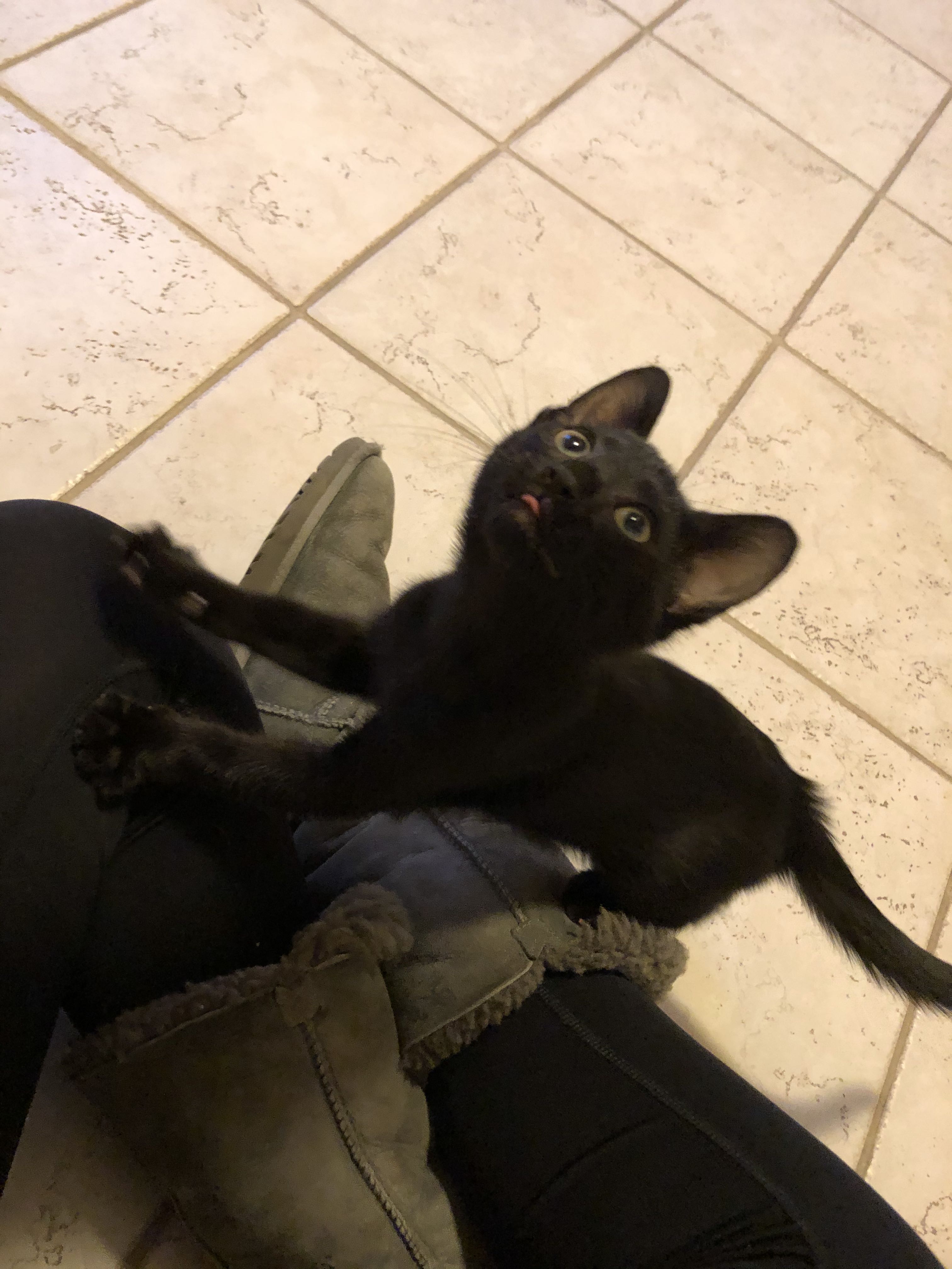 Smol blep | Scrolller