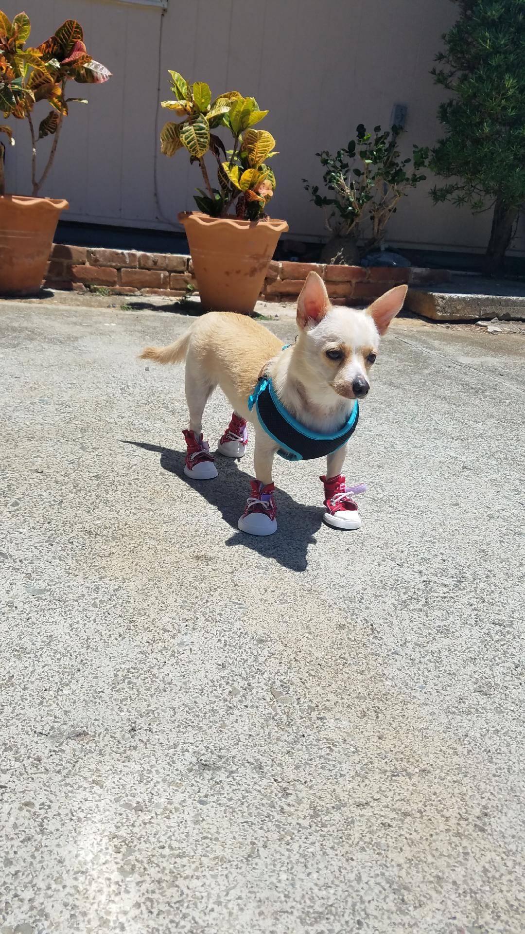 Smol Boi Scrolller