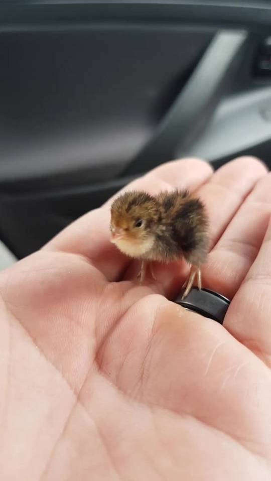 Smol chick | Scrolller