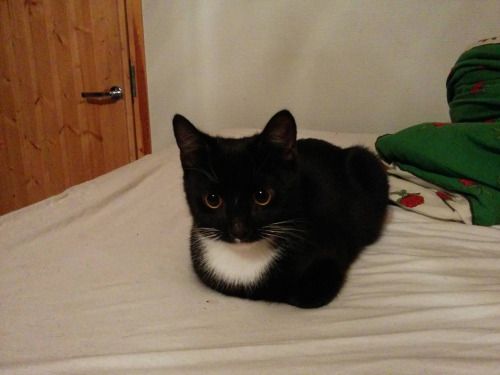 smol loaf | Scrolller