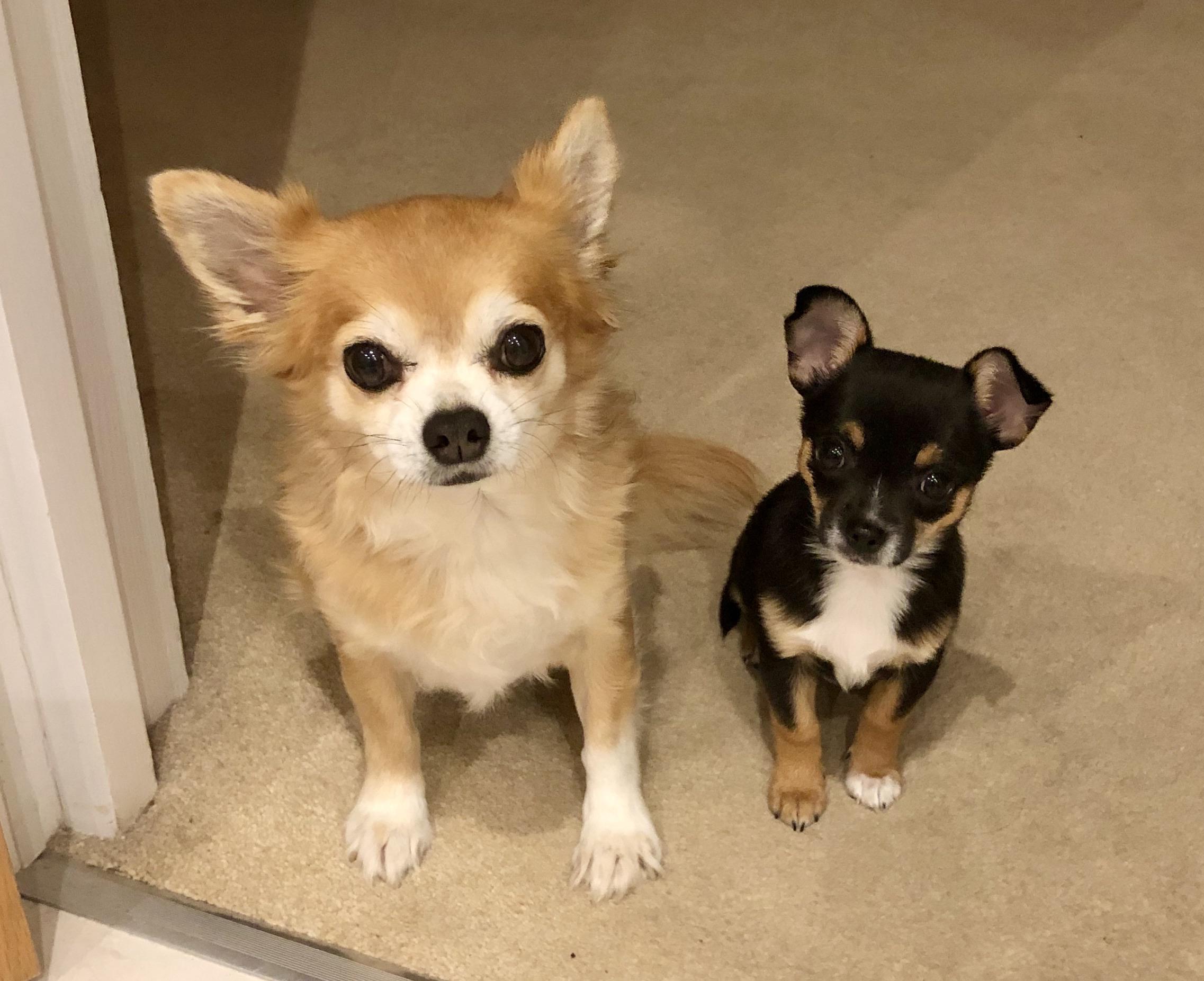 Smol Sisters | Scrolller